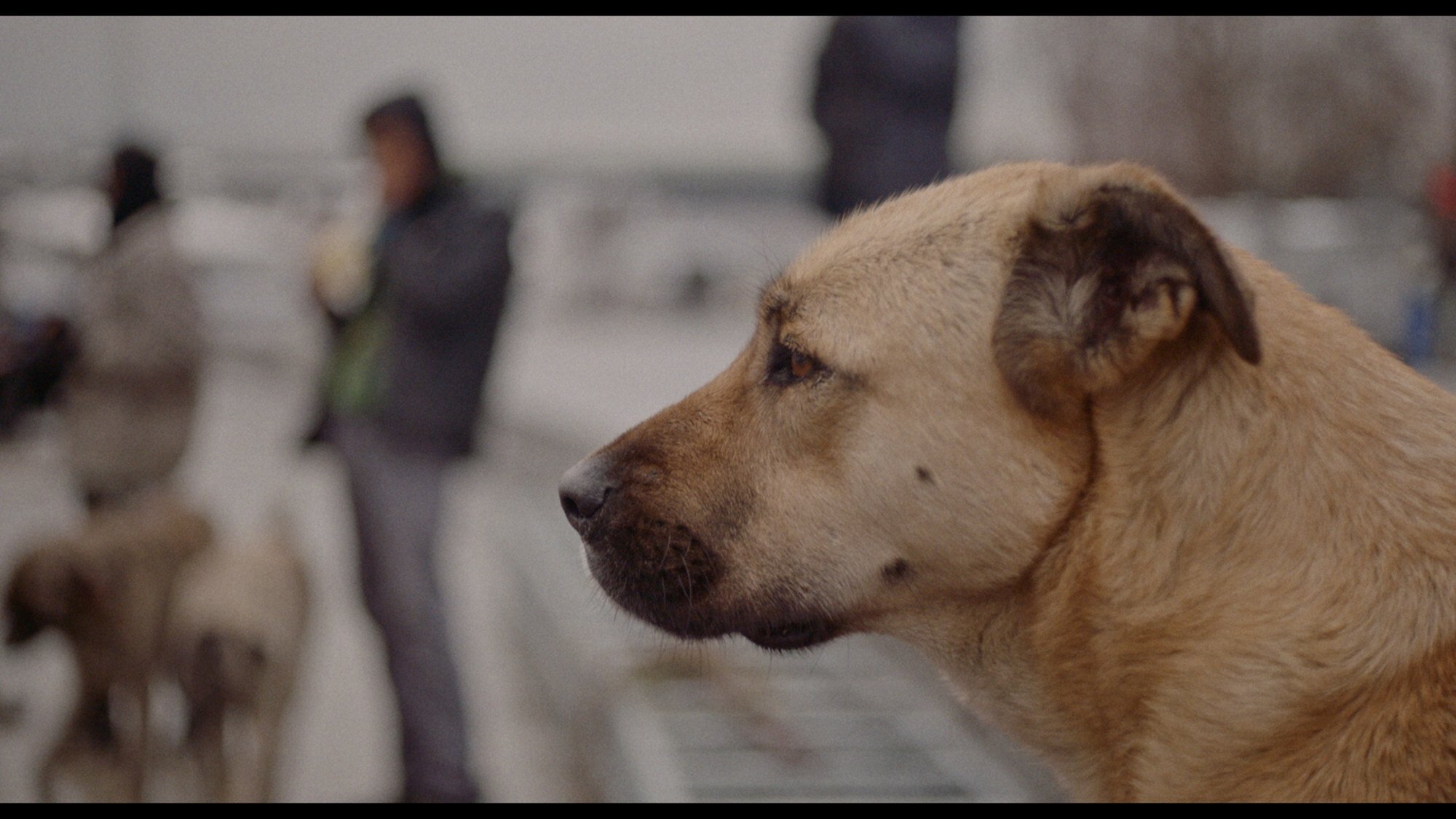 Stray, movie about dogs and Syrian refugees in Istanbul, and why Hong ...