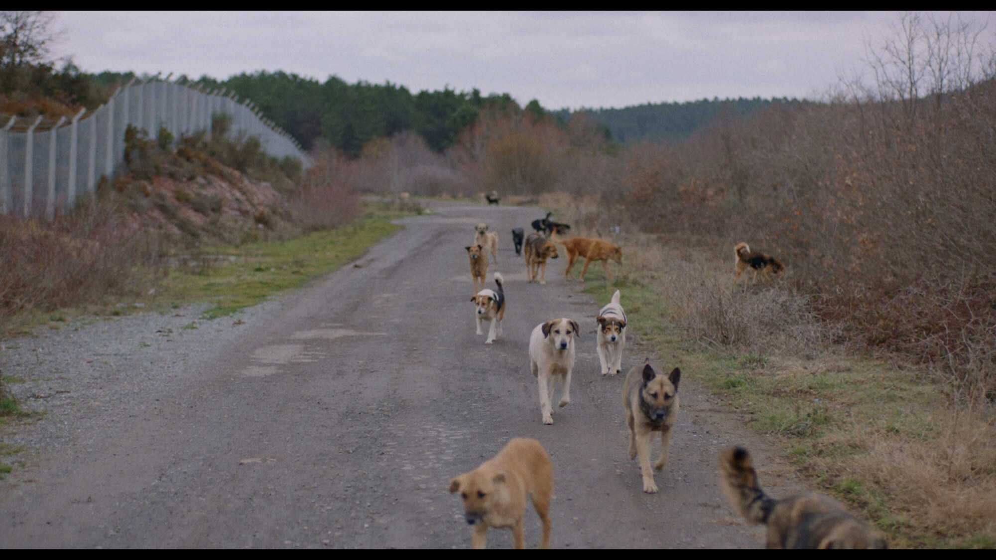 Stray, movie about dogs and Syrian refugees in Istanbul, and why Hong ...