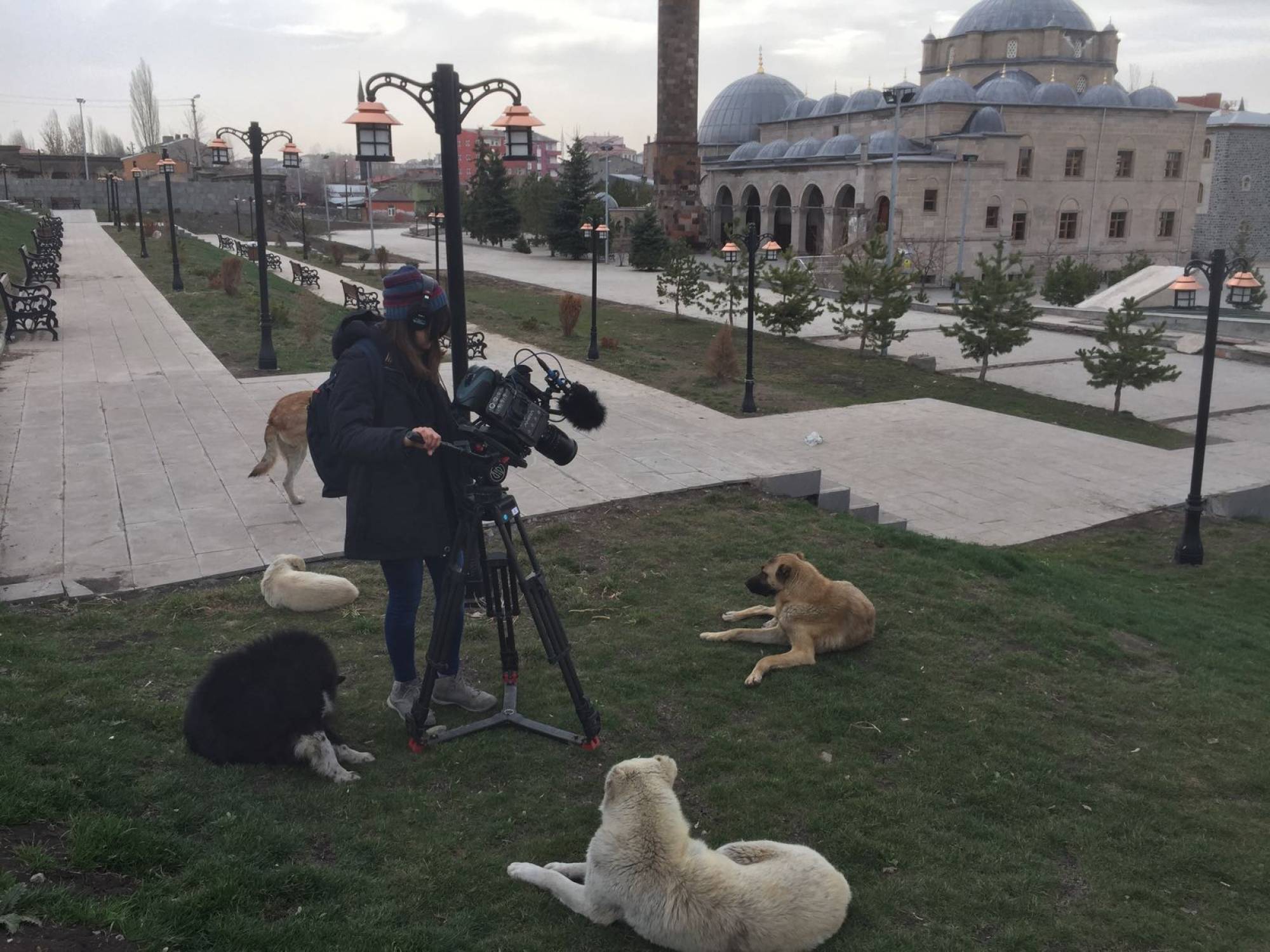 Stray, movie about dogs and Syrian refugees in Istanbul, and why Hong ...