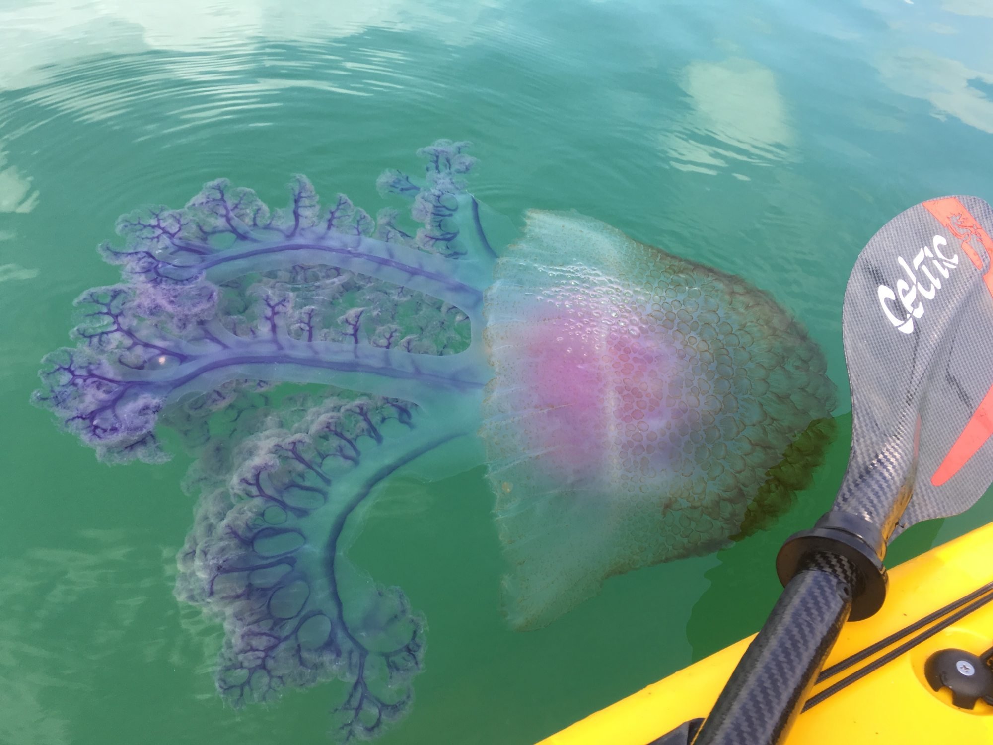 From scanning for bats to counting jellyfish, citizen science in action ...