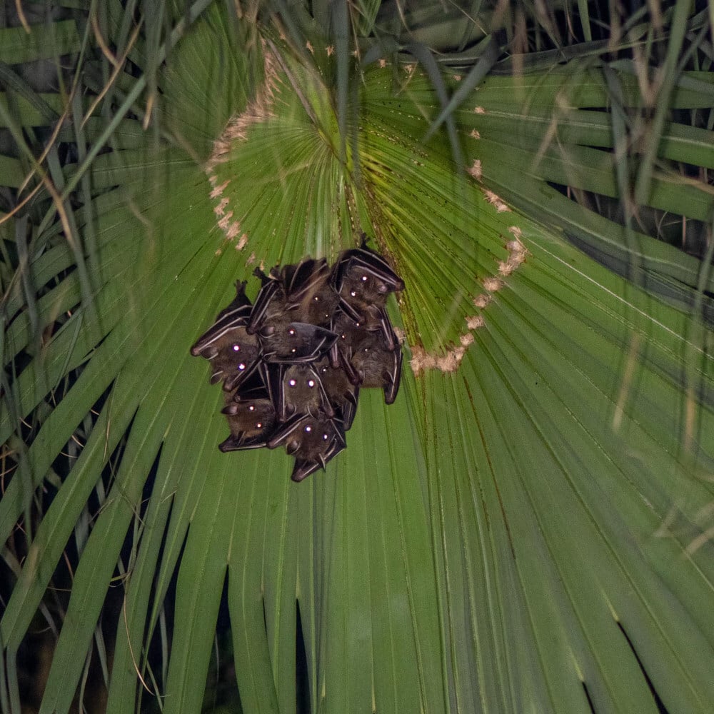From scanning for bats to counting jellyfish, citizen science in action ...