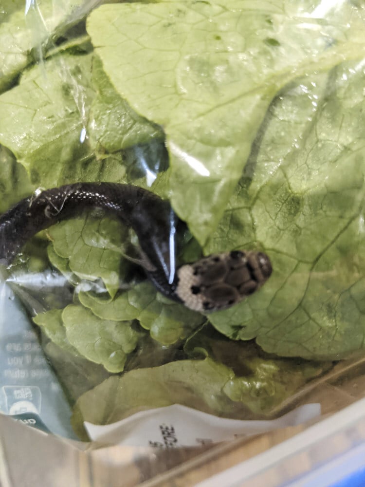 Snake salad: Australian man ‘freaked out’ after finding 20cm reptile in ...