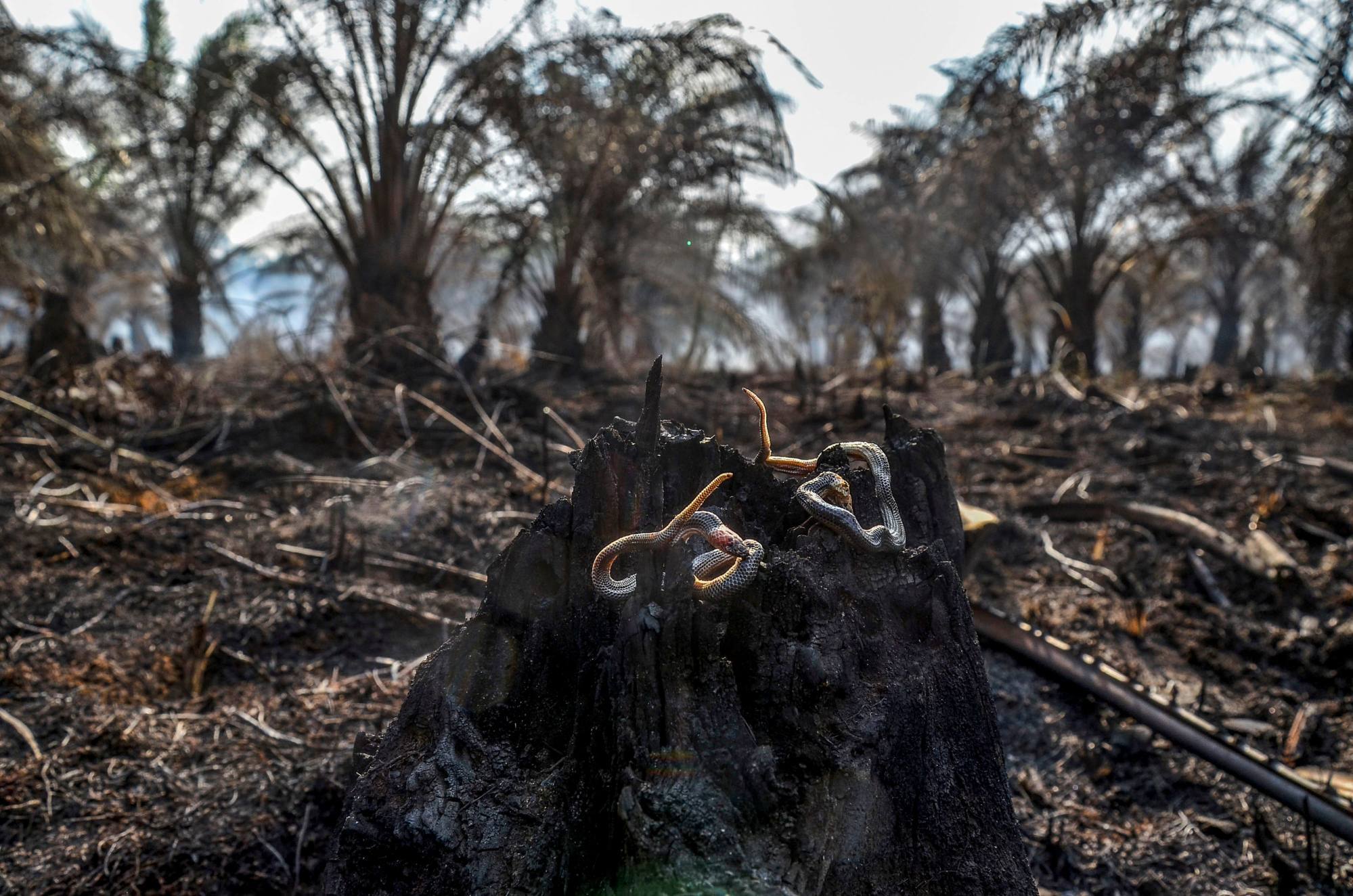 Land clearing for palm oil plantations jeopardises Indonesia’s climate ...