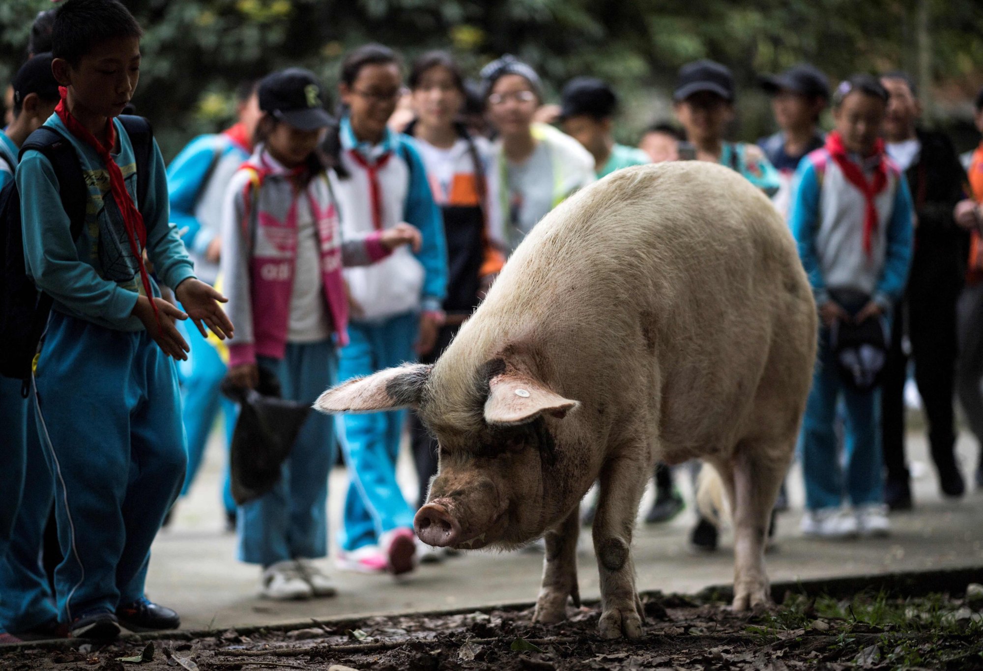China’s ‘Strong-willed Pig’ that became symbol of hope after Sichuan ...