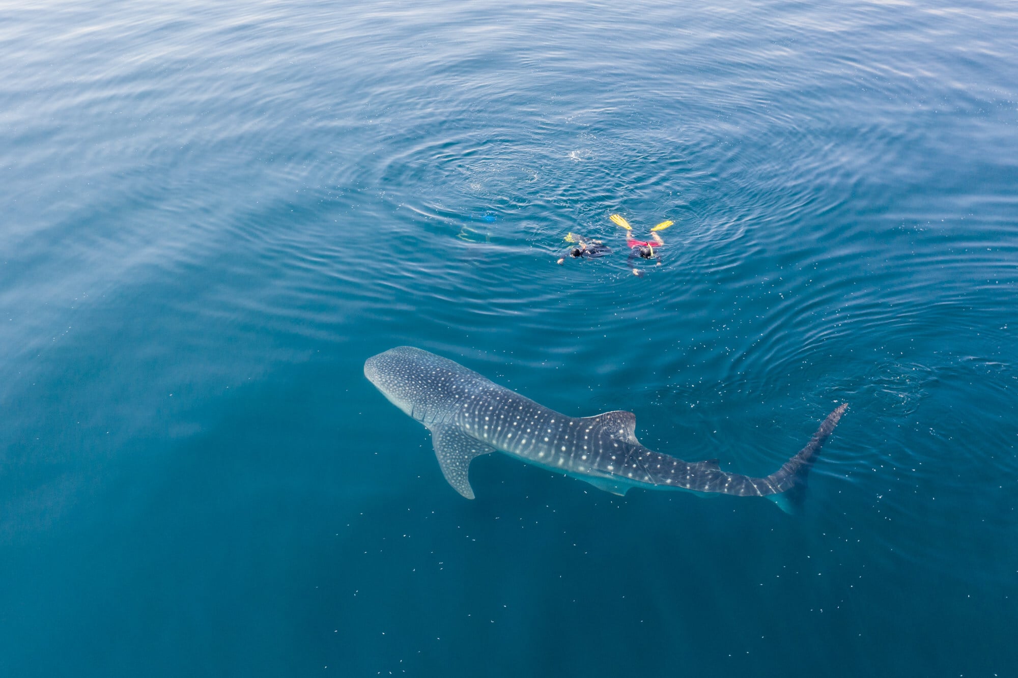 The best place to swim with whale sharks? Saleh Bay, in Indonesia’s ...