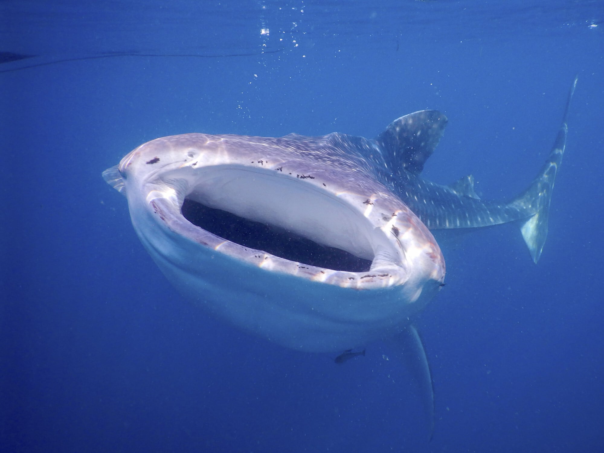 The best place to swim with whale sharks? Saleh Bay, in Indonesia’s ...