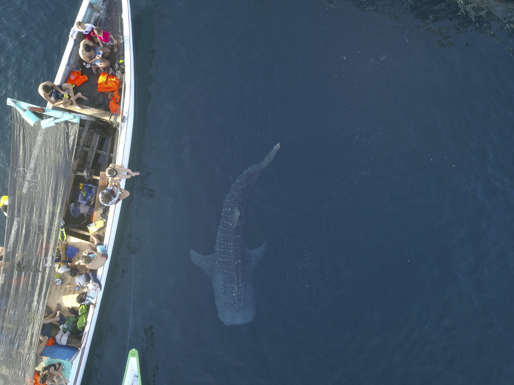 The best place to swim with whale sharks? Saleh Bay, in Indonesia’s ...