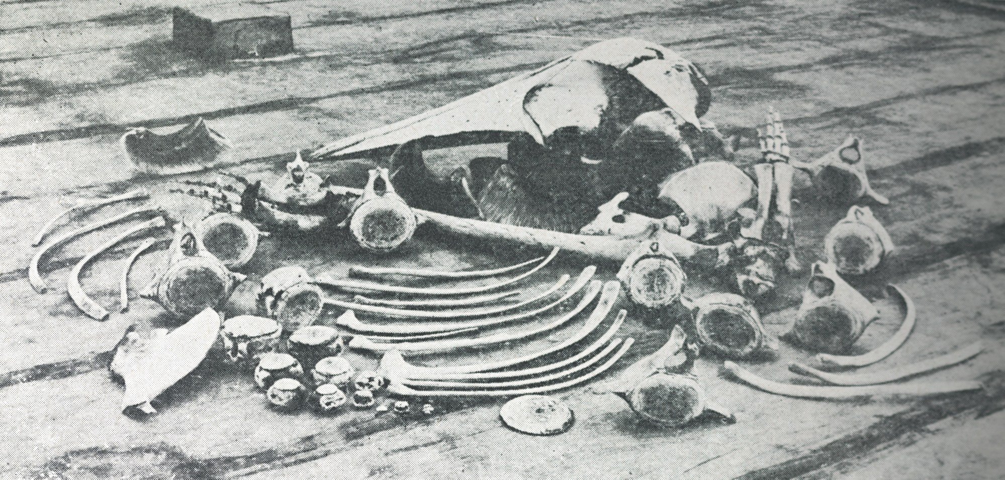 The story behind Hong Kong’s whale skeleton display, and why a 3D ...