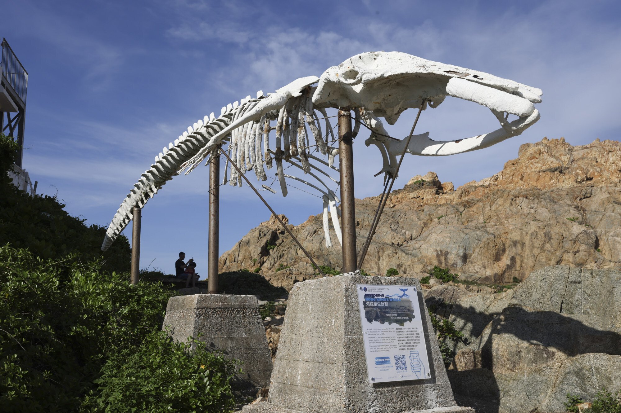 The story behind Hong Kong’s whale skeleton display, and why a 3D ...