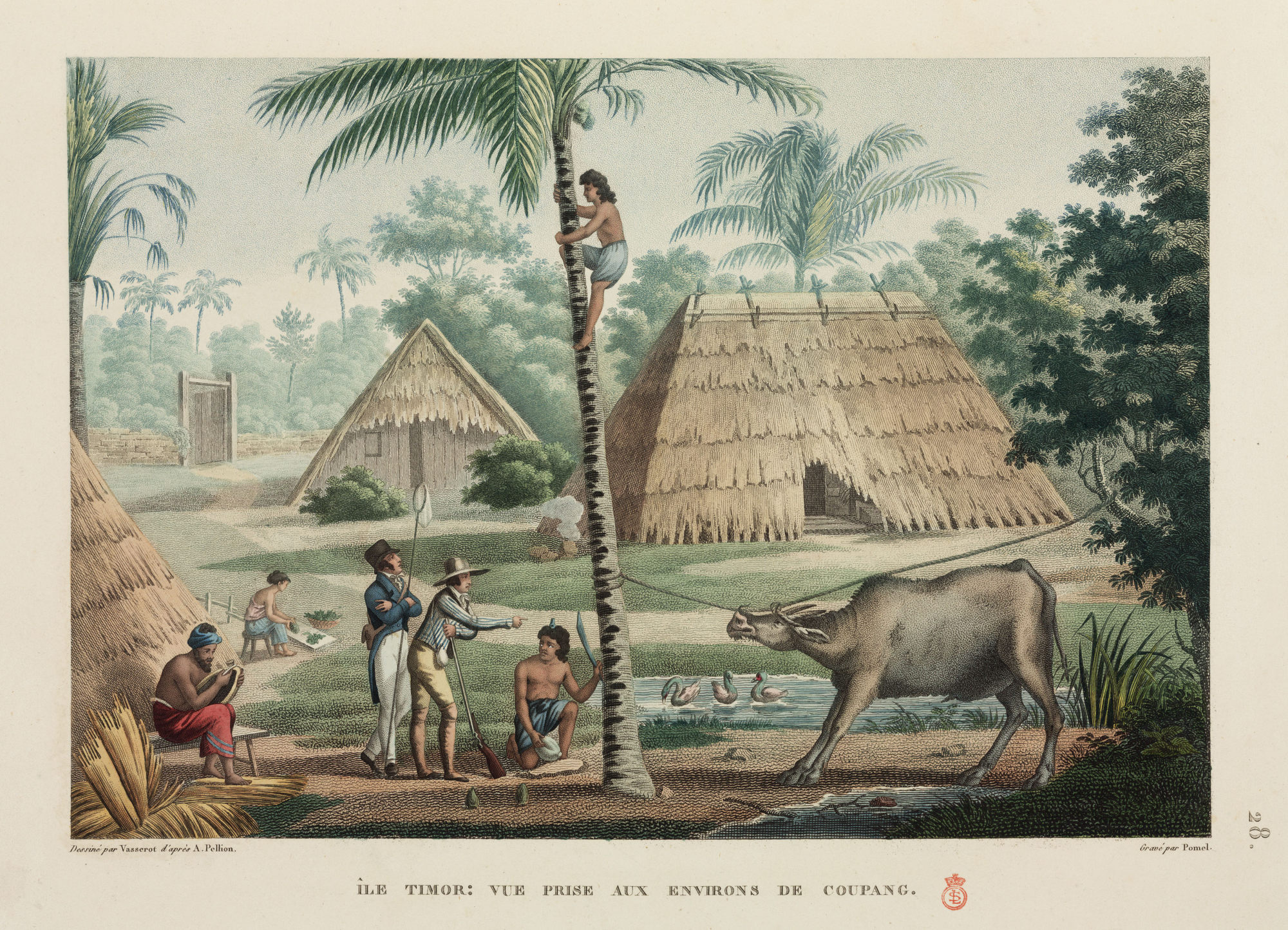 Opinion: The coconut, and the curious origins of the word in English ...