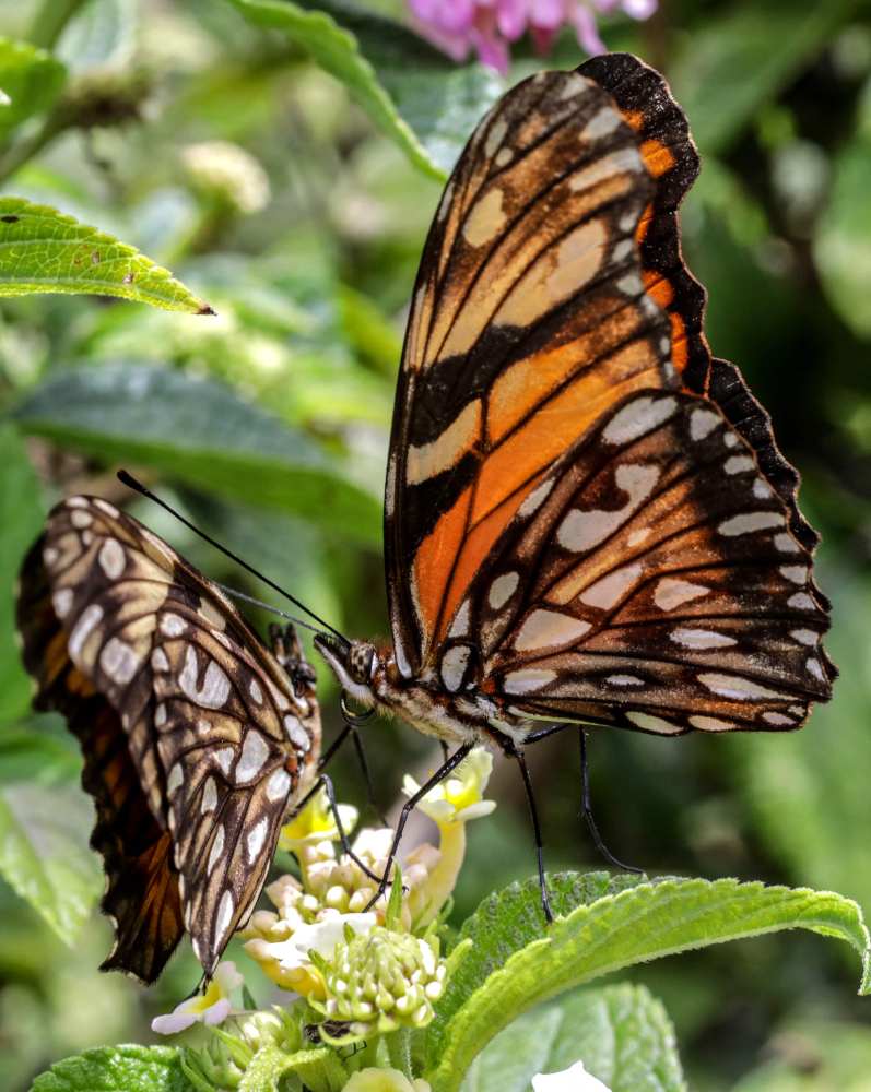 The country with a fifth of the world’s butterfly species and the ...