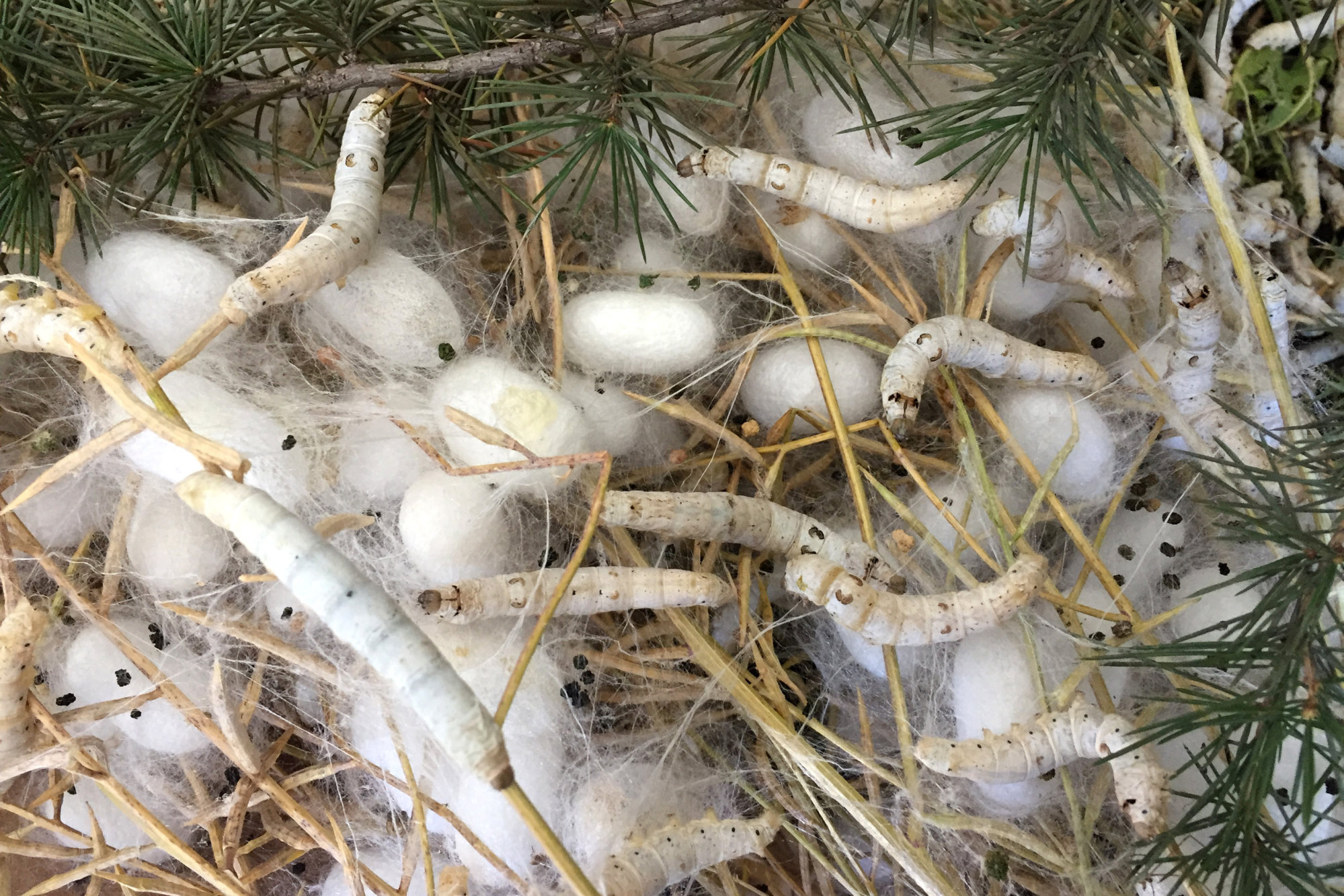 How silk is made, the fabric’s Chinese history and journey west, and ...