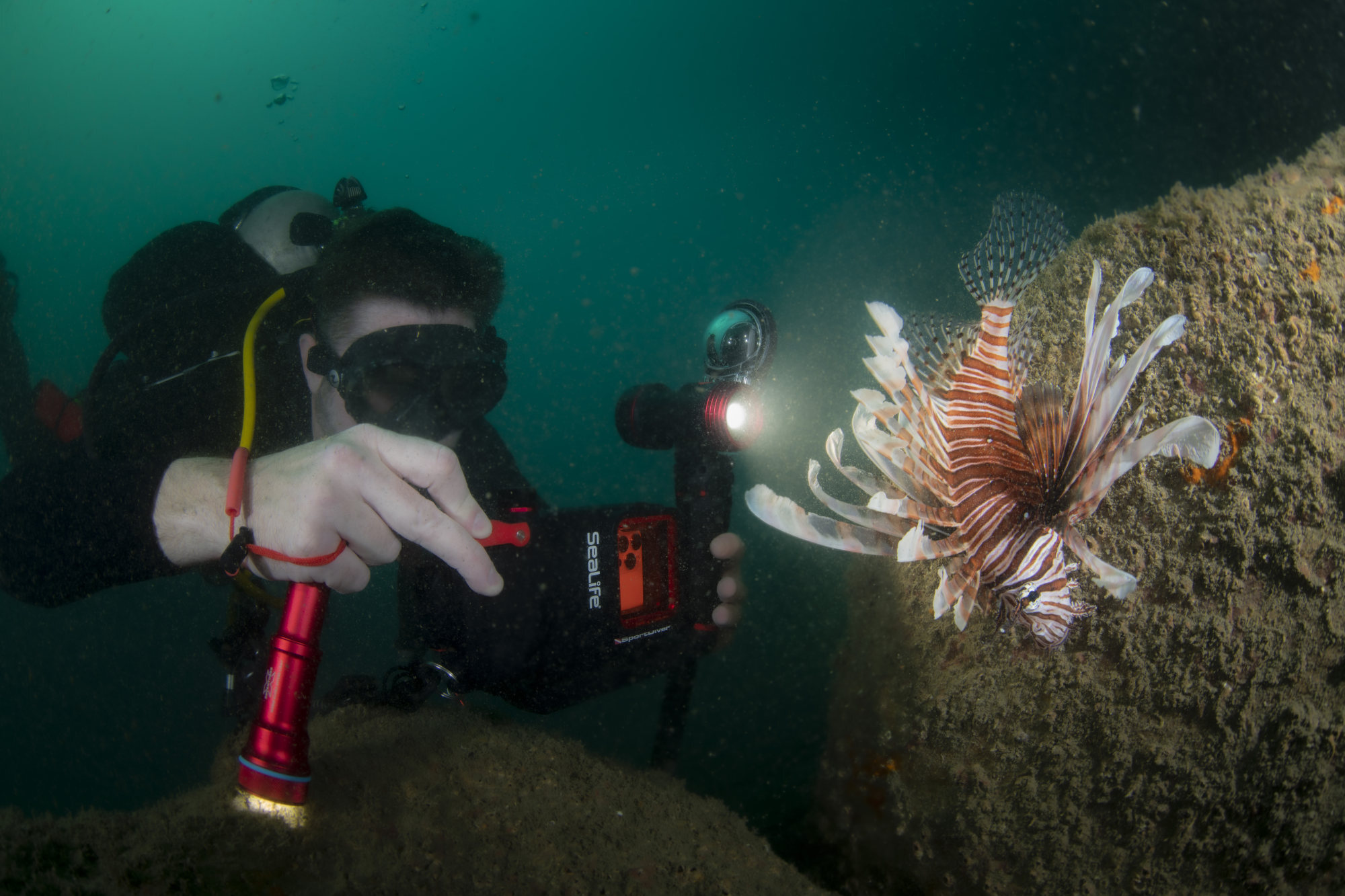 Hong Kong dive sites clean-up, fish and coral counting and campfire ...
