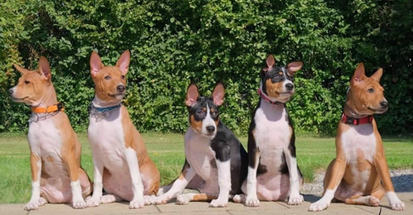 Inside Thai King Maha Vajiralongkorn’s dog obsession: he reportedly ...