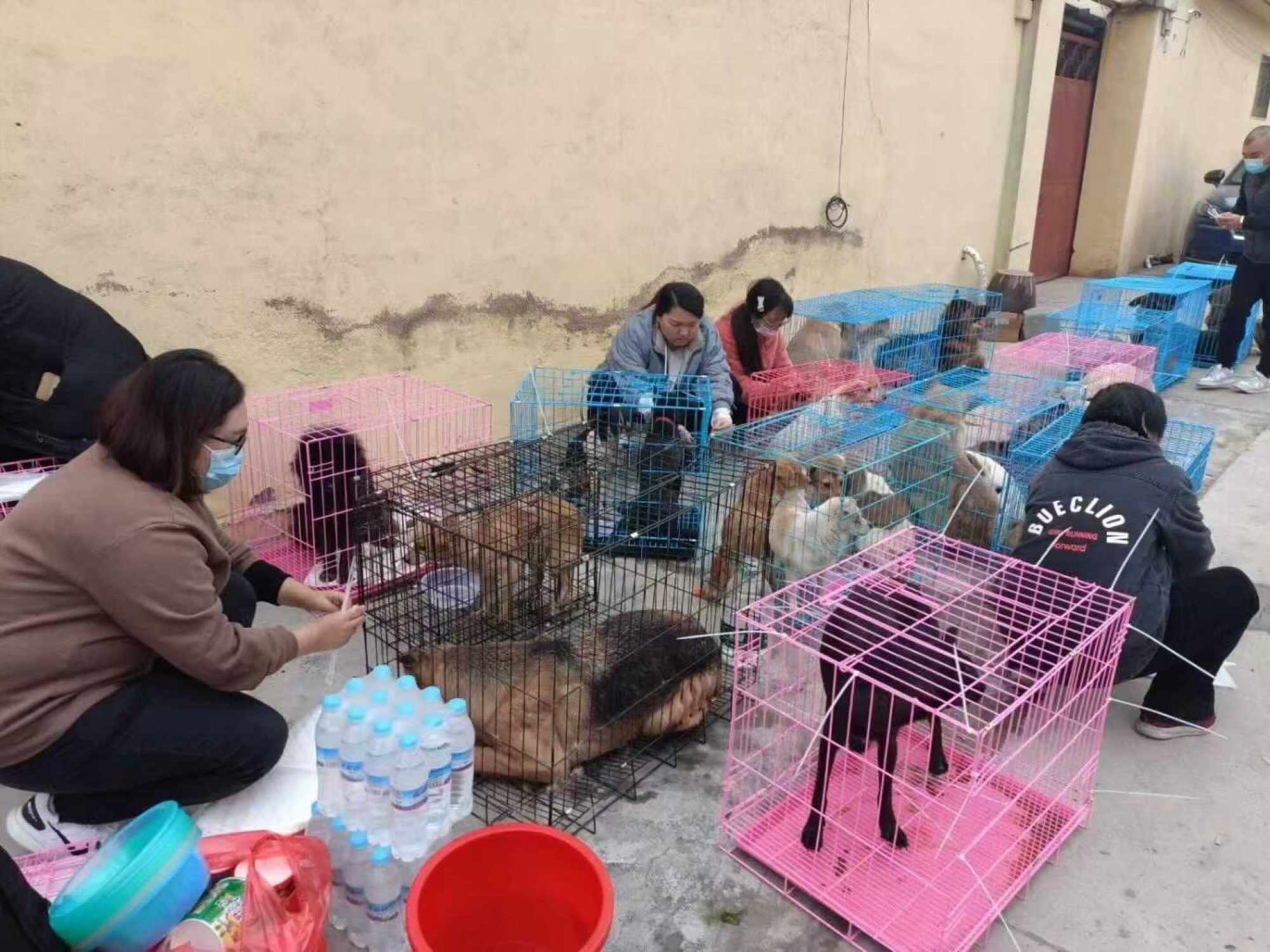 Chinese authorities bust operations that were skinning dogs | South ...