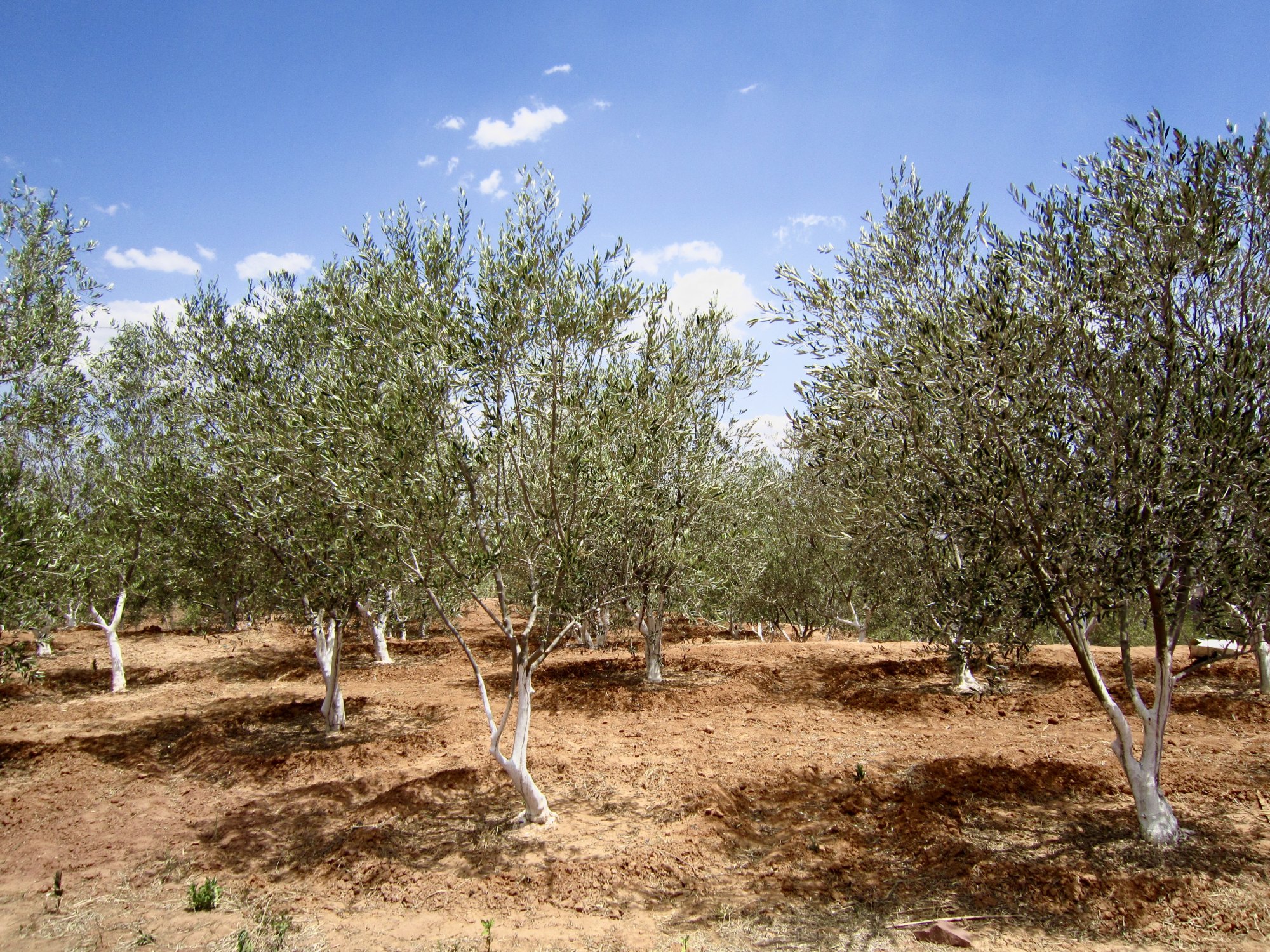 Why did Mukesh Ambani spend US$120,000 on two olive trees? They’re ...