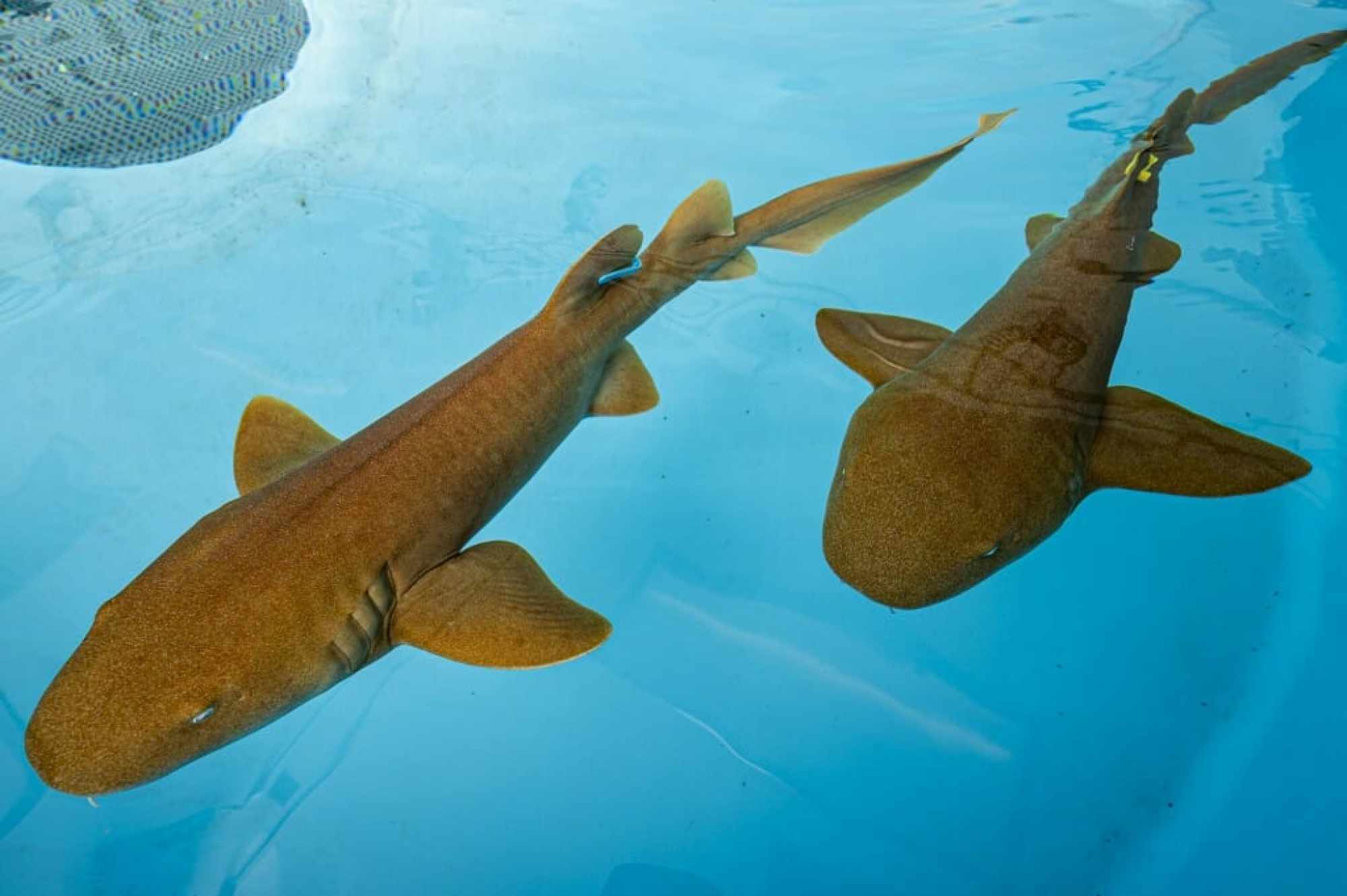 Forget Jaws and Sharknado: sharks may prevent us catching coronavirus ...