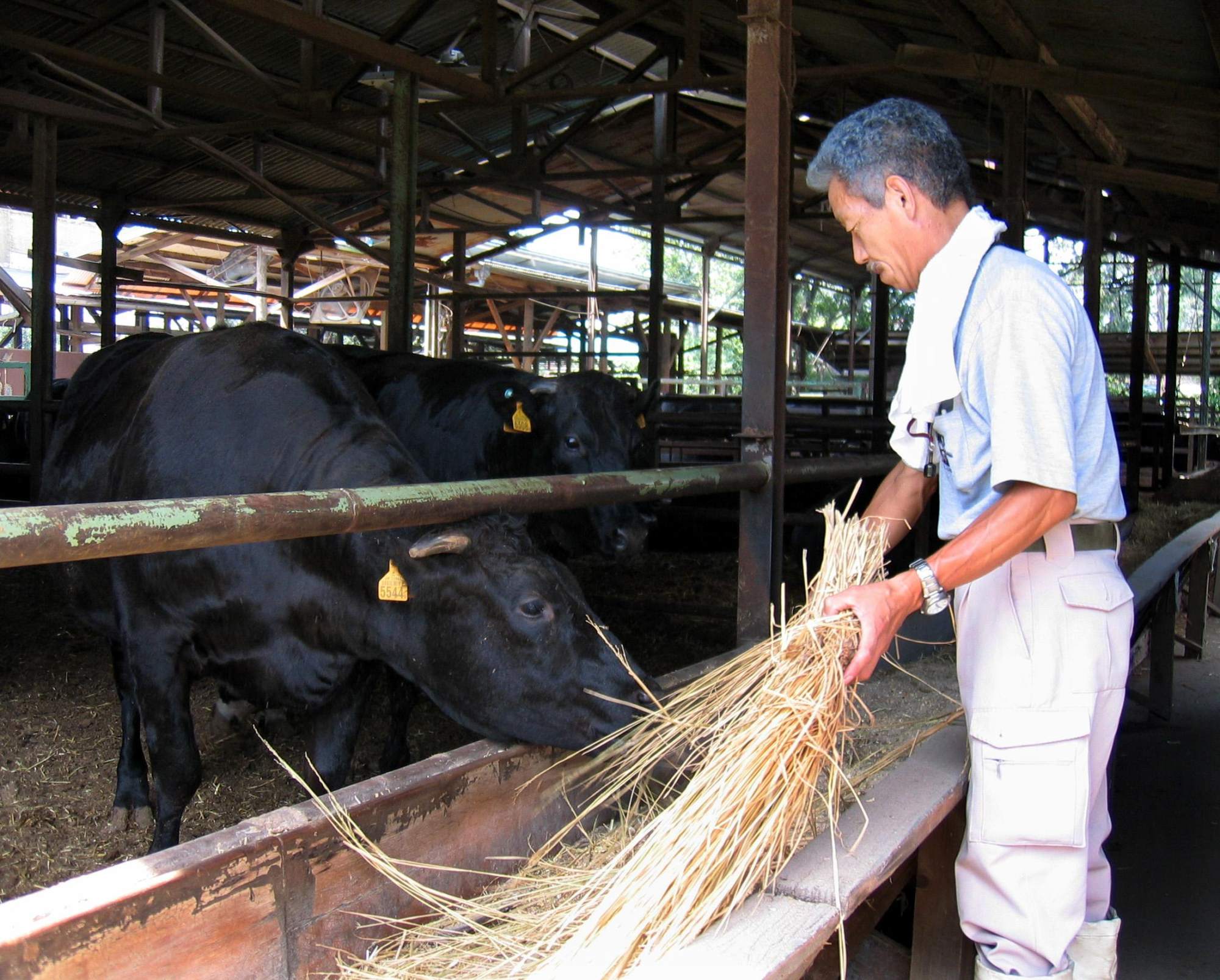 Japan’s milk supply glut has PM Kishida urging people to drink more ...