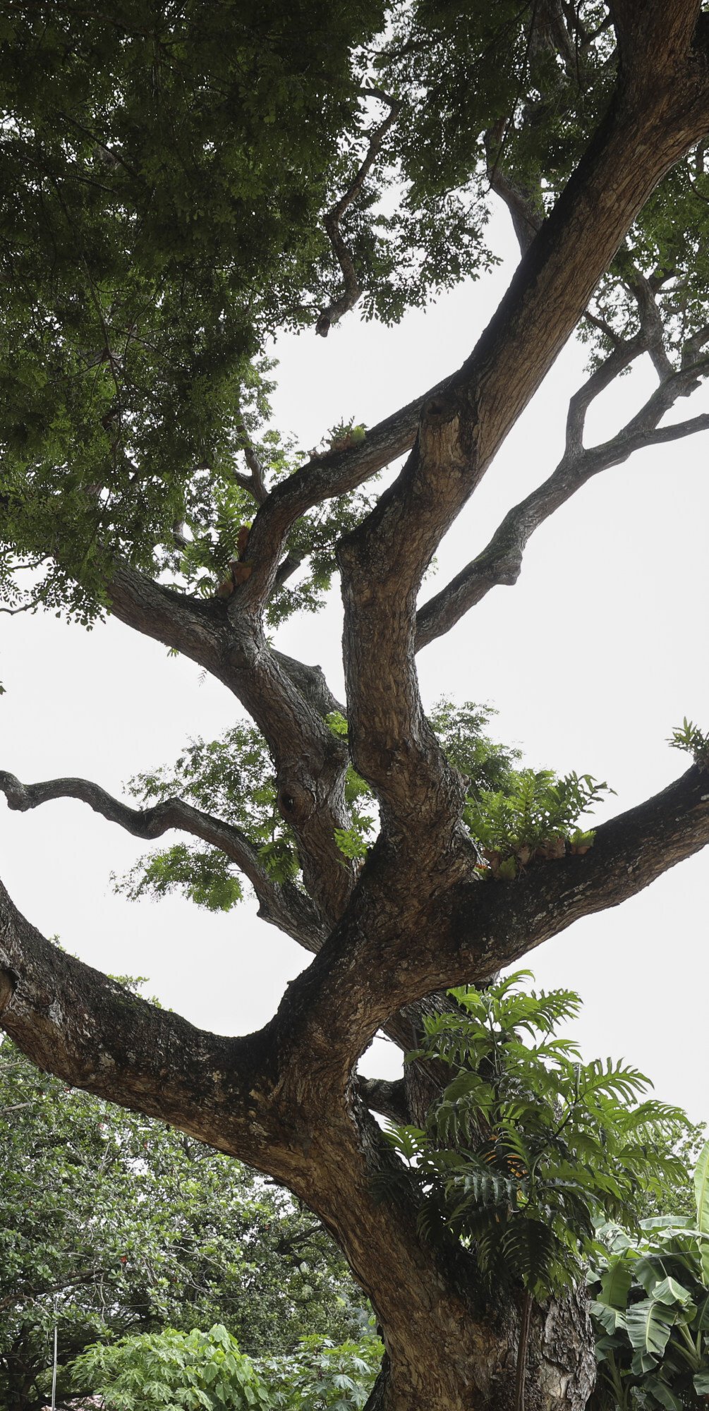 Humanity in all its diversity in Hanya Yanagihara’s To Paradise, follow ...