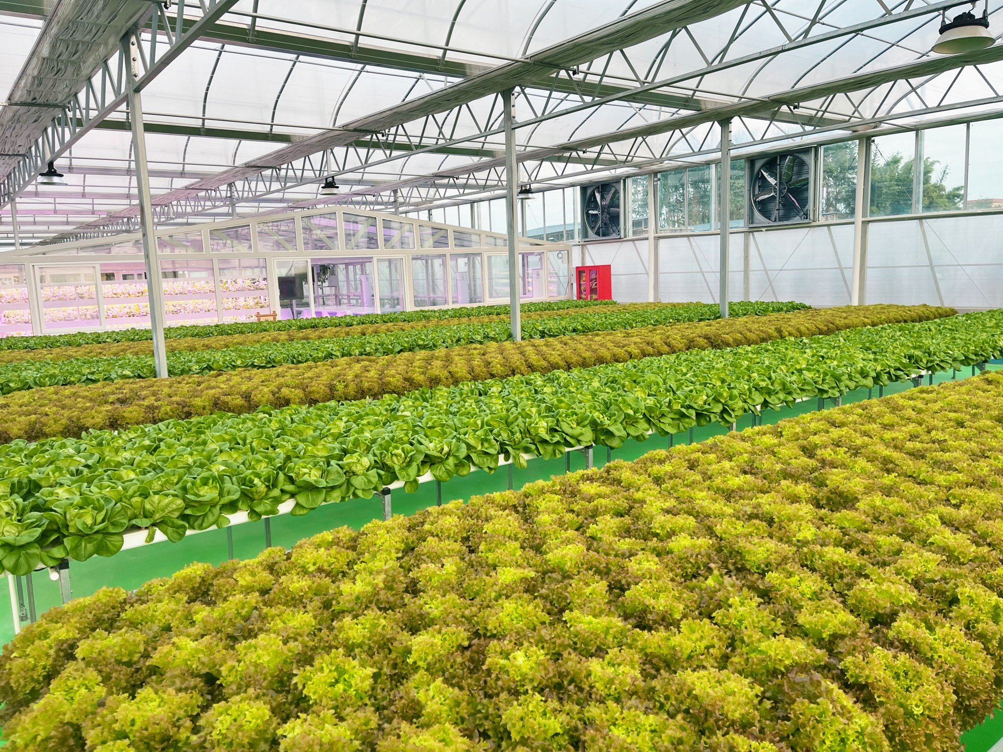 How a group of Hong Kong university graduates turned an organic farming ...