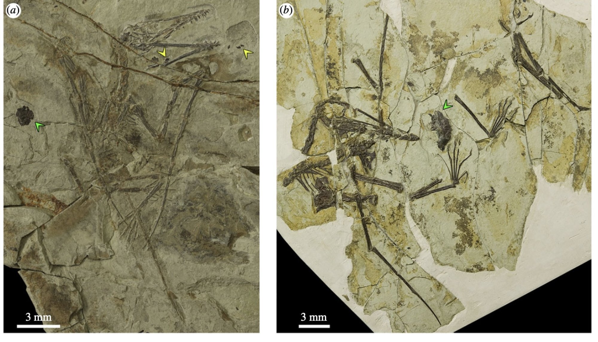 Prehistoric owls: New study theorises that a pterosaur species vomited ...