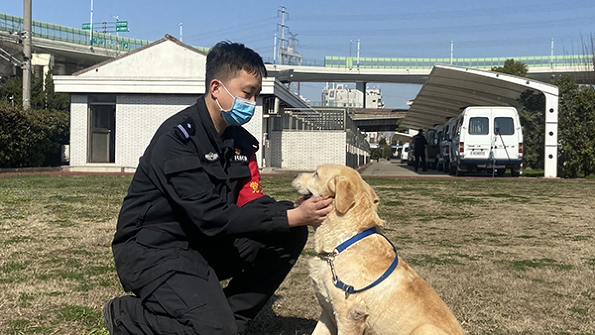 Shanghai’s famous bomb sniffer dog Shengmi retires after decade-long ...