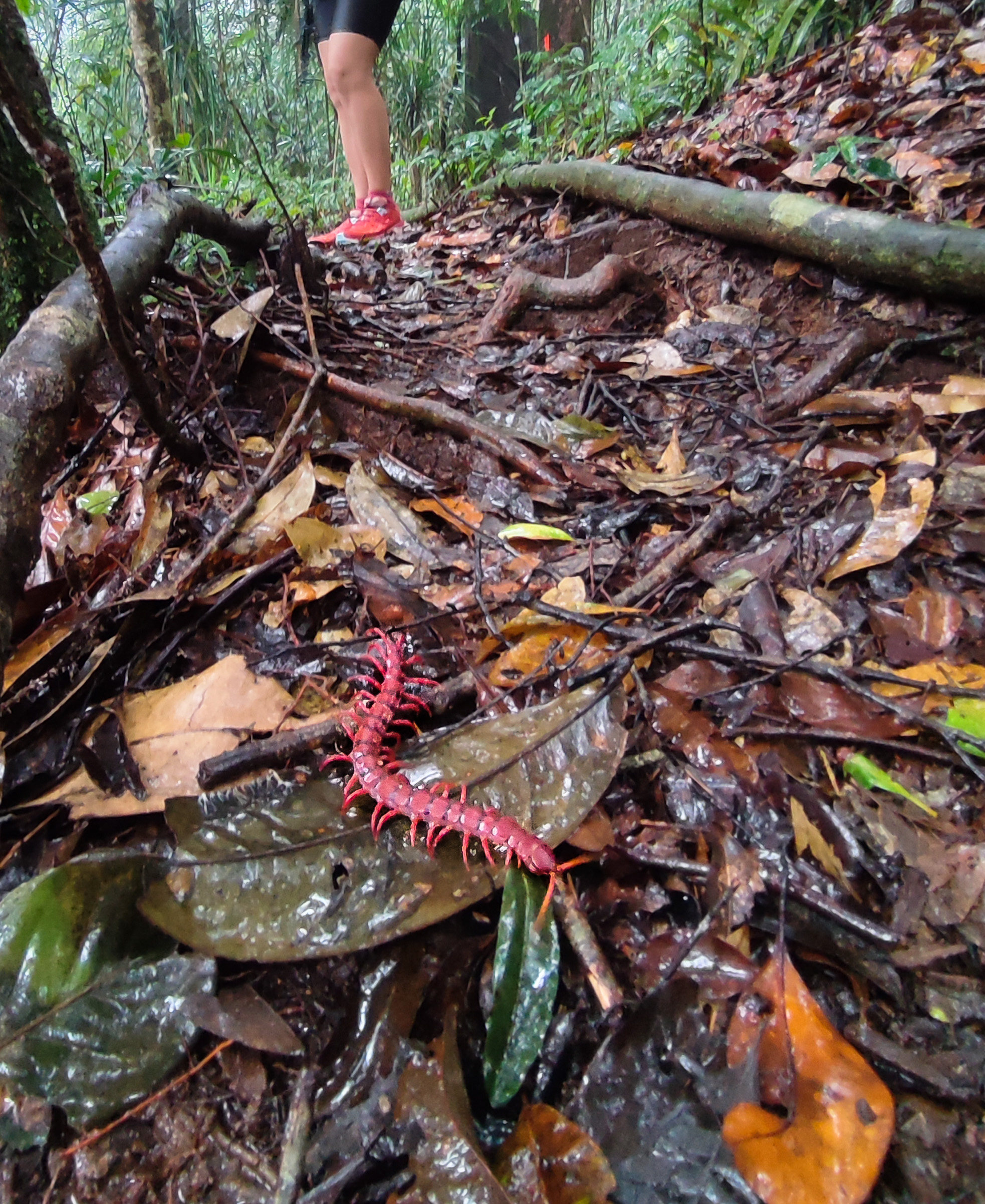 New hiking trails in Malaysia wind through lush rainforest, past ...