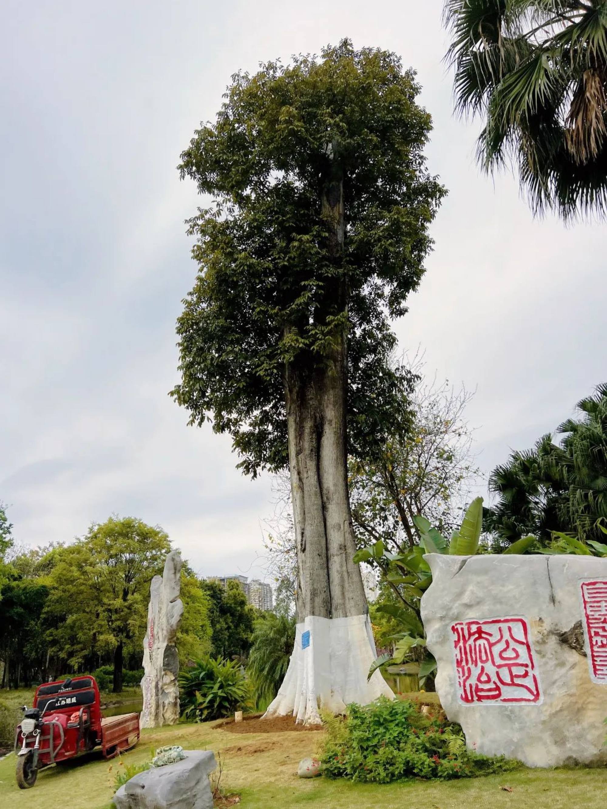 China has brought an endangered 300-year-old beaked walnut tree back to ...