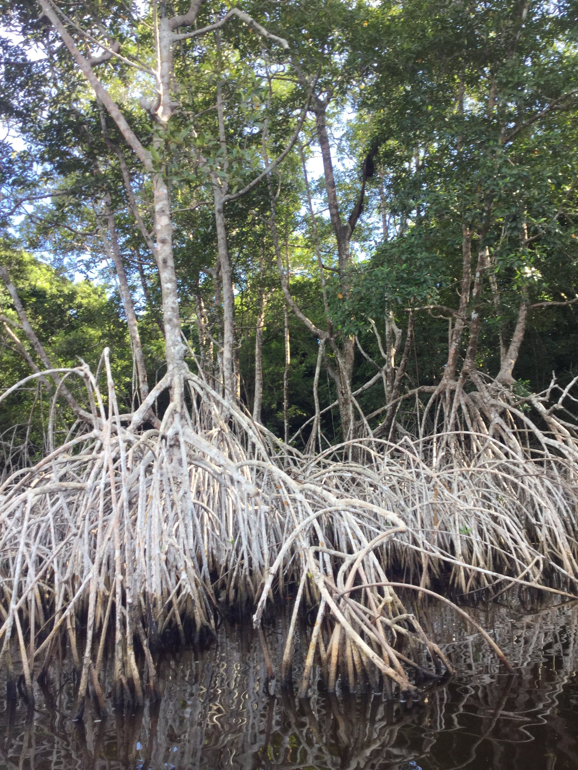 China-reliant Gabon finds oil-free, green future in its forests | South ...