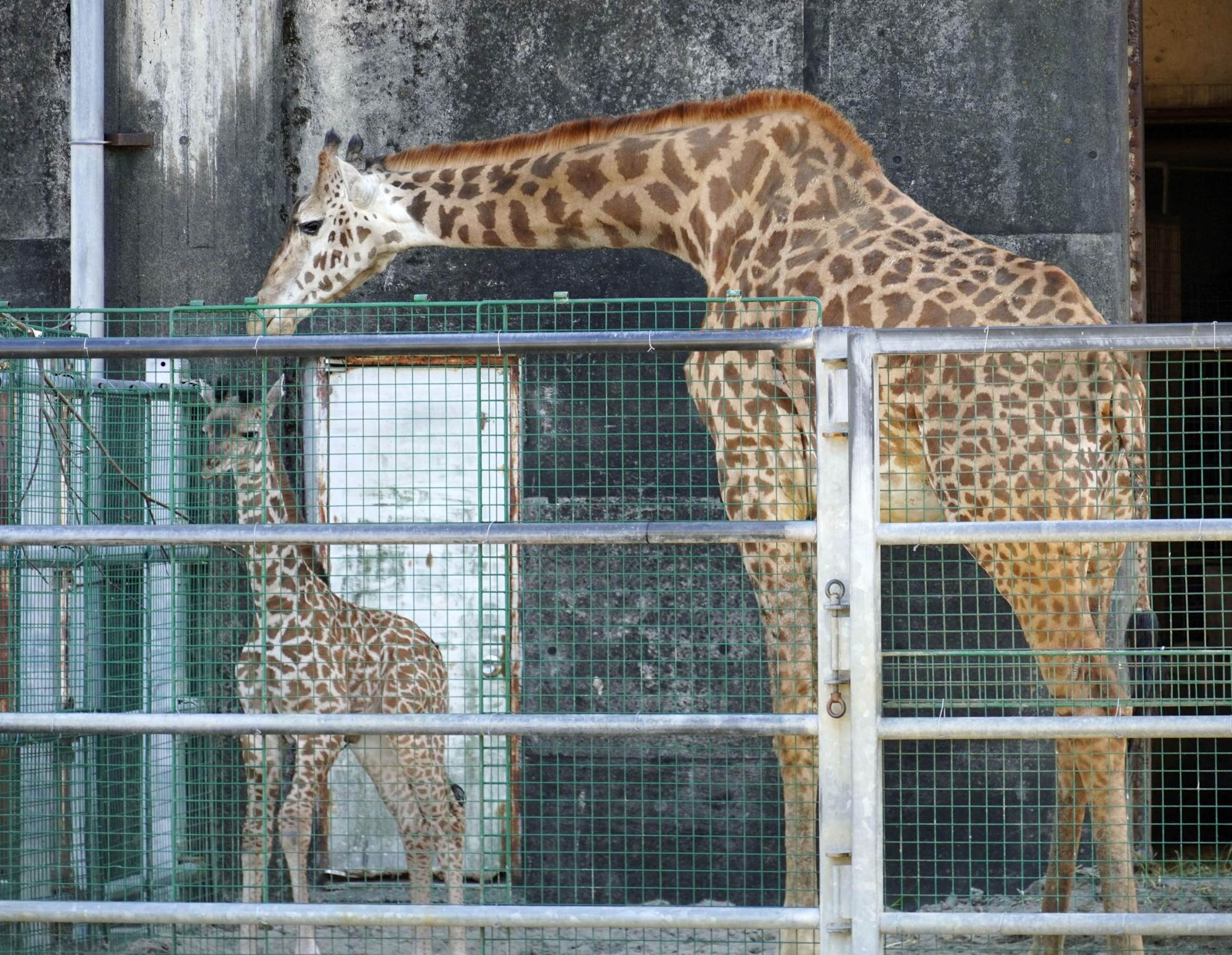 Japan’s zoos run short of food as supply disruptions hit hay imports ...