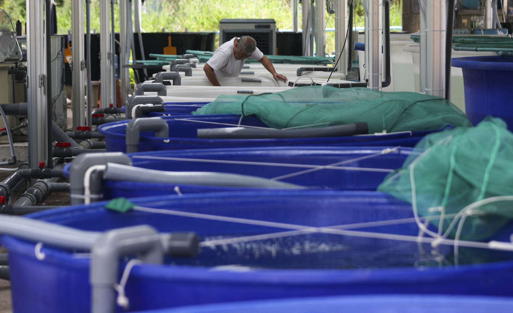 ‘Make fish farming great’: Hong Kong veteran wants to share expertise ...