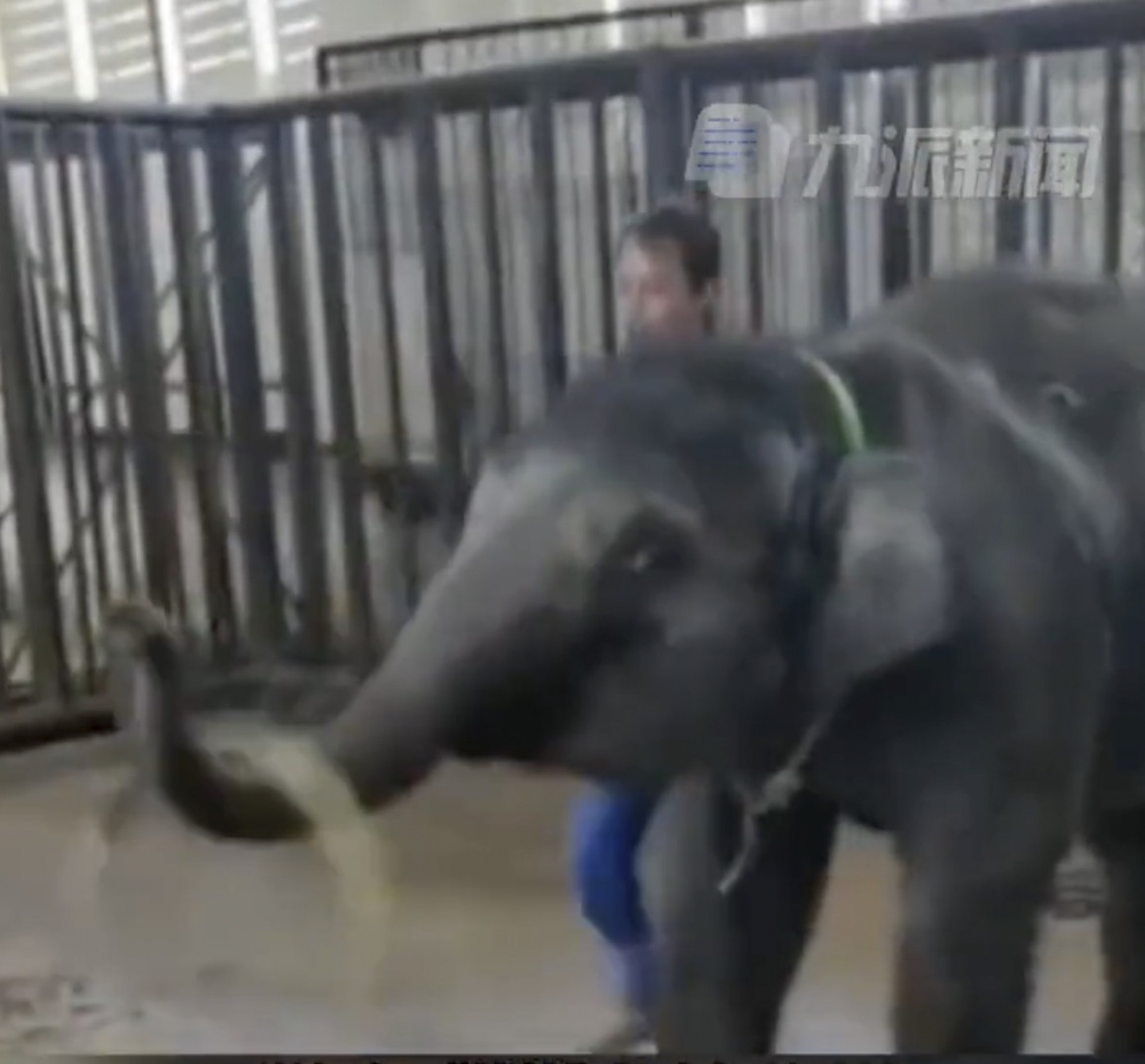 ‘Rescue Molly’ campaign reunites abused elephant with her mother after ...