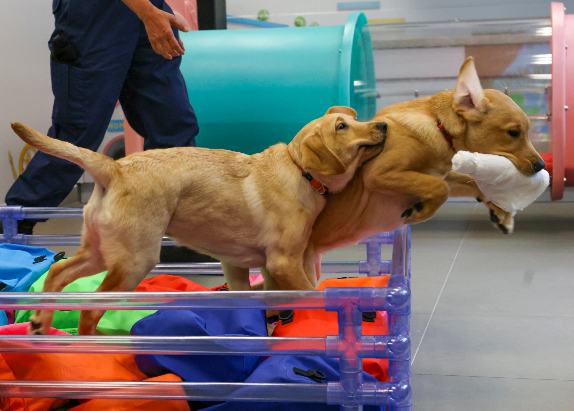 8 Labrador puppies bred to detect drugs, explosives under programme ...