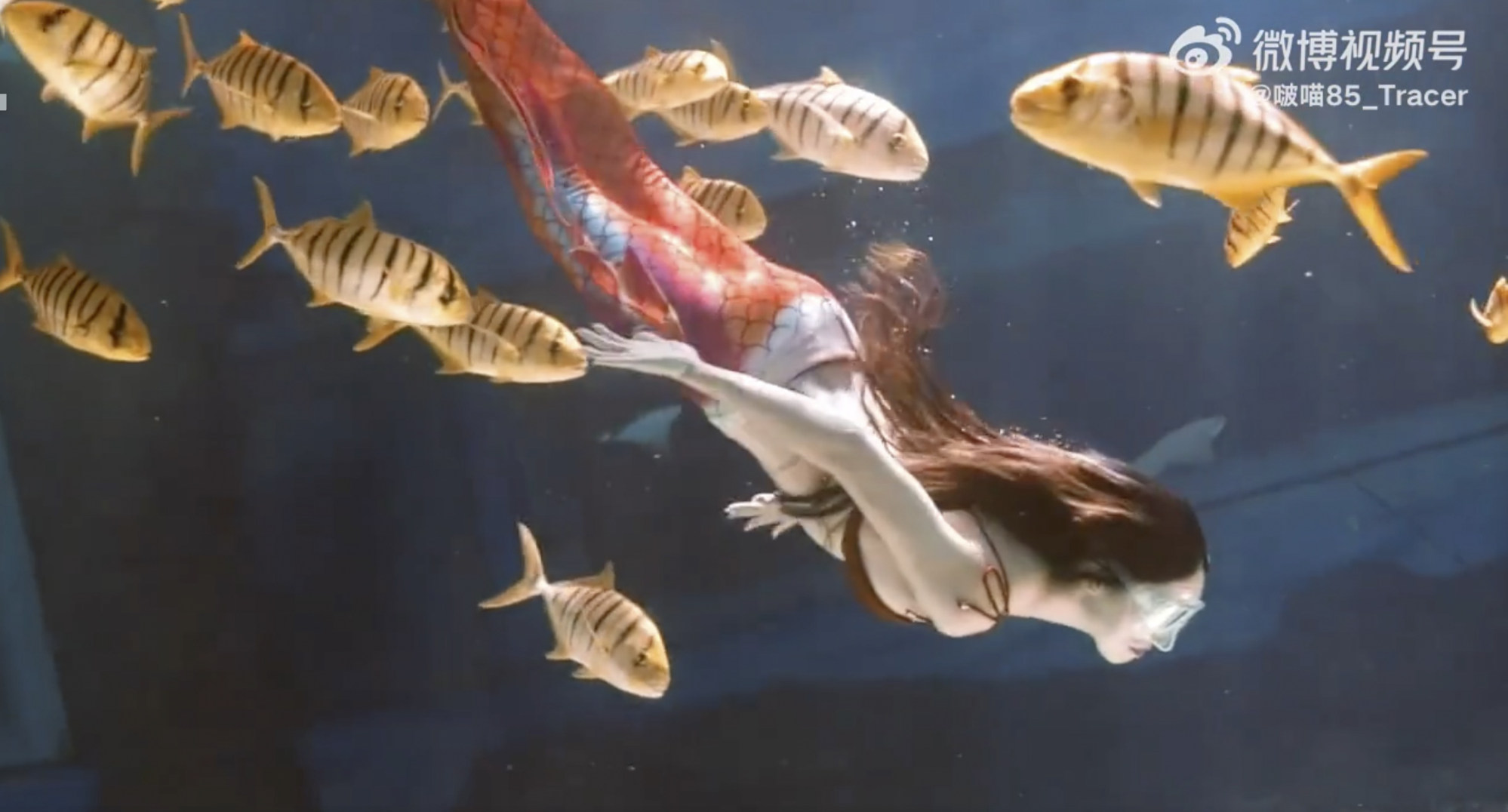 Quirky China: an animal activist performing ‘mermaid’, not any old iron ...