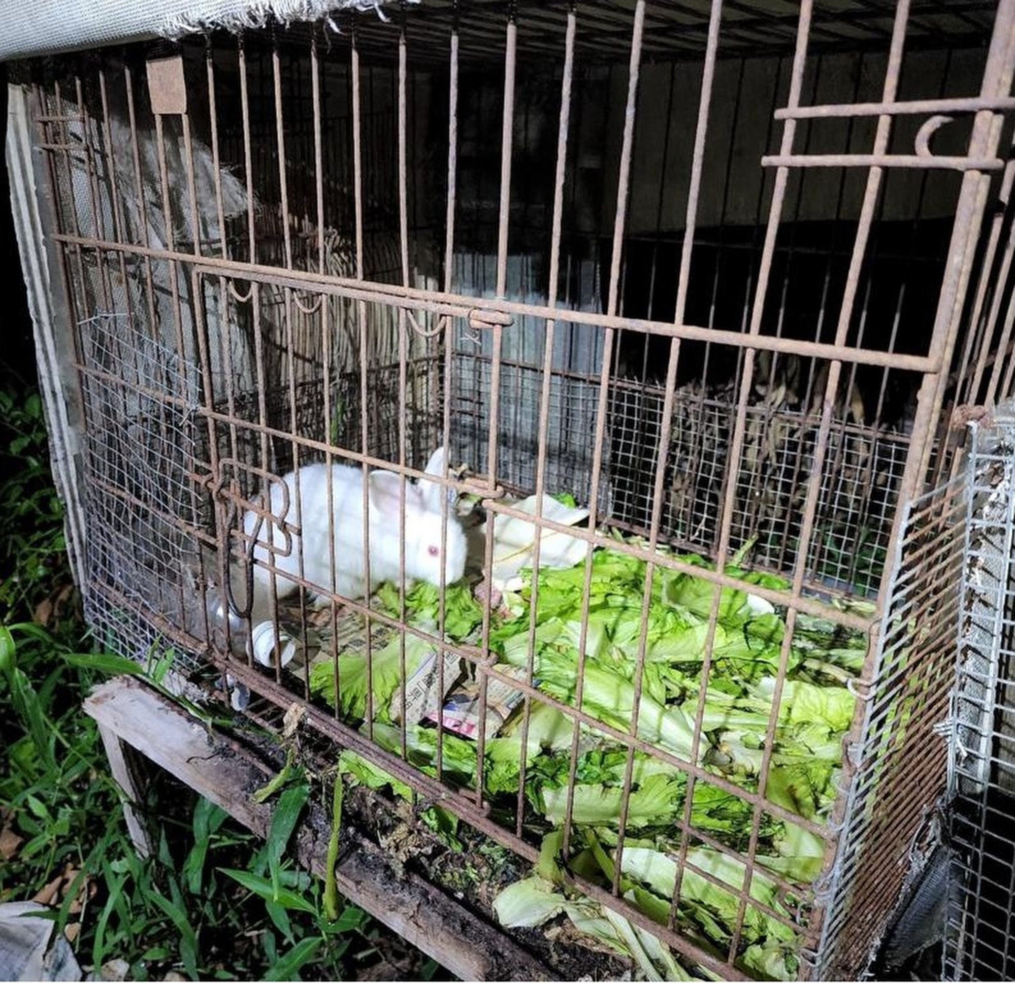 Hong Kong man, 66, arrested for alleged cruelty to 6 rabbits | South ...
