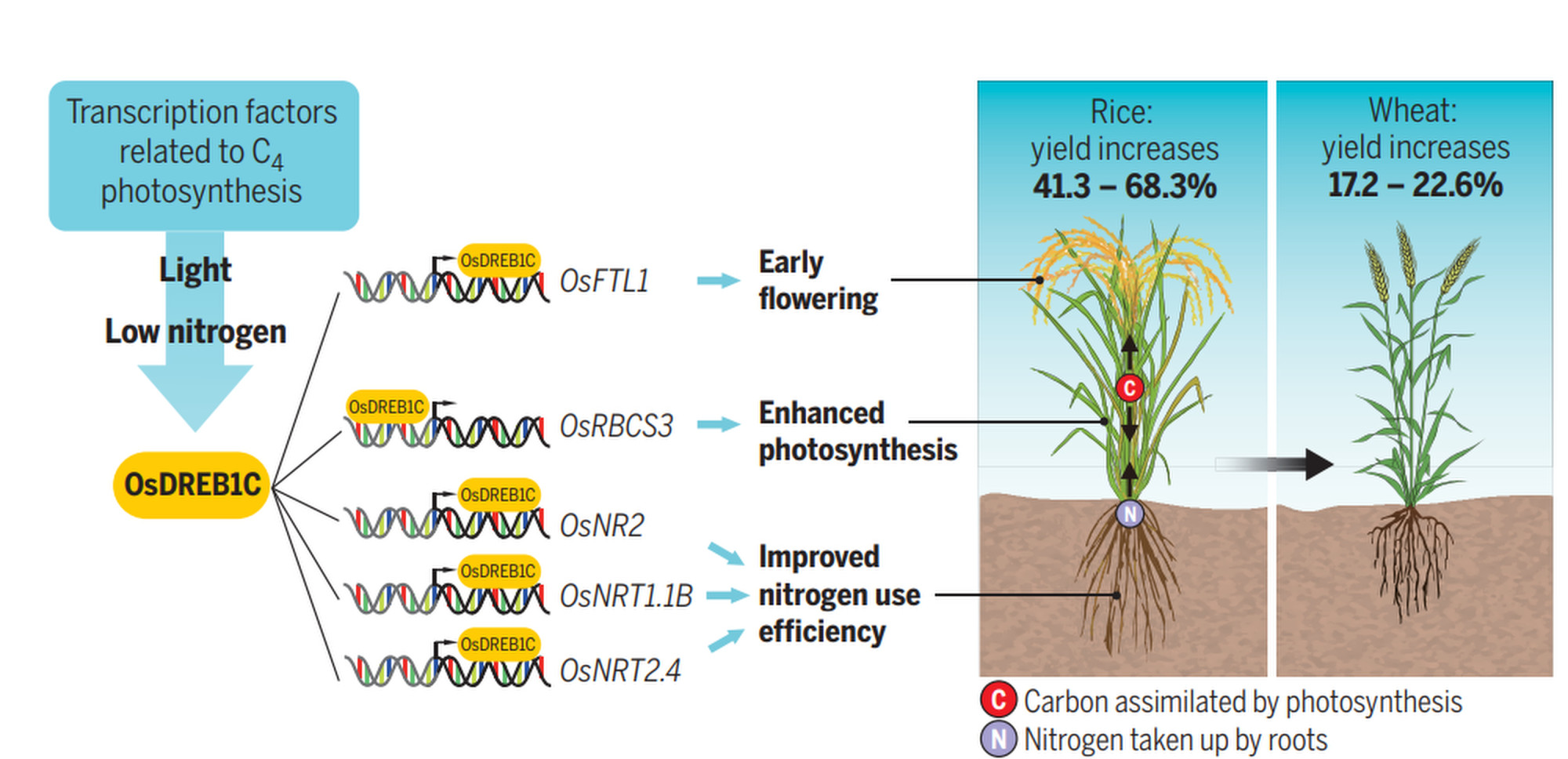 Chinese scientists have found a rice gene that can boost yield and ...