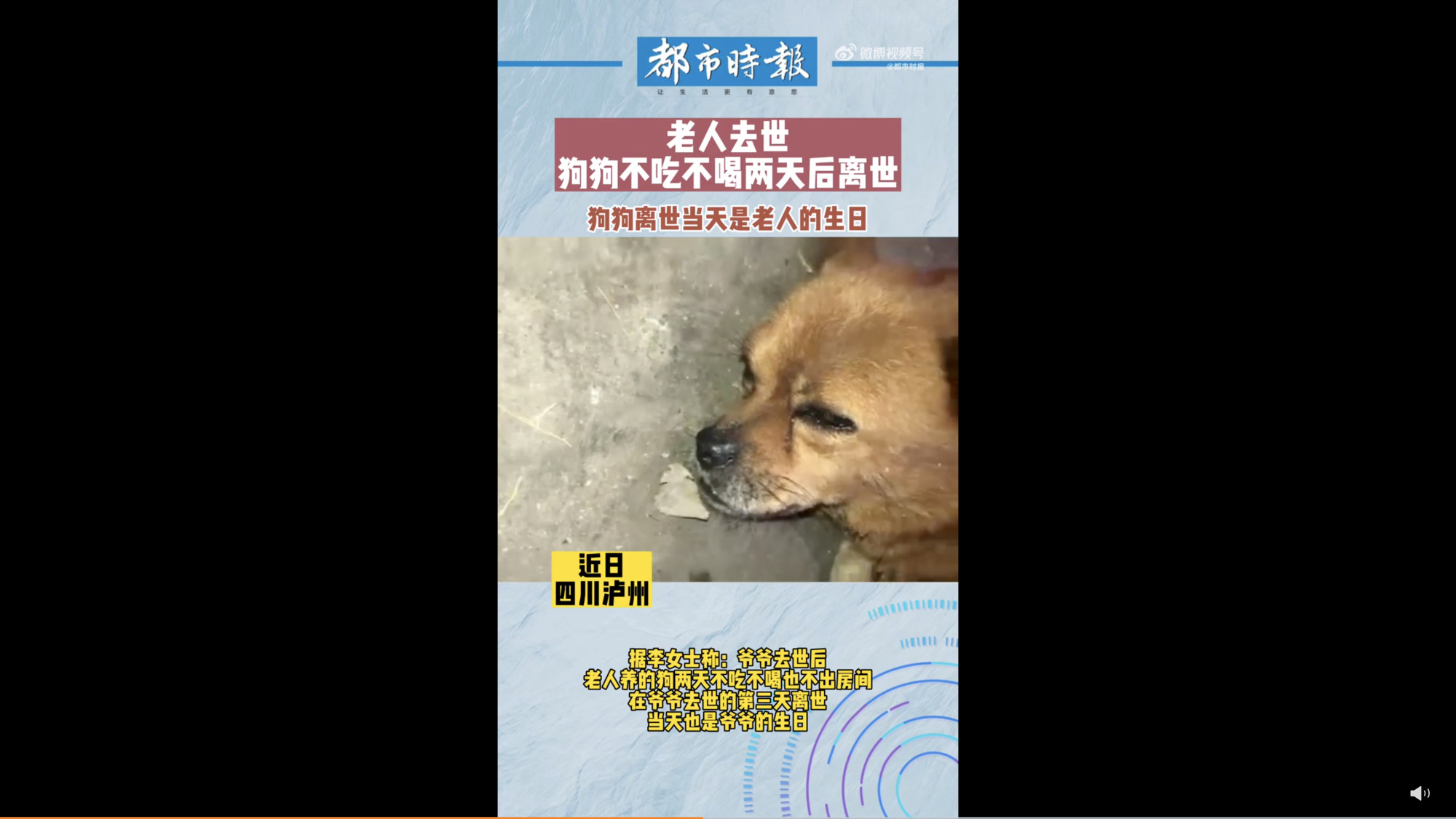 ‘They are reunited in Heaven’: dog dies after going on two-day hunger ...