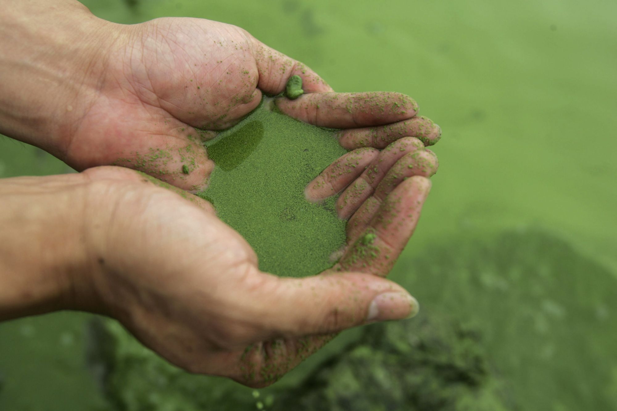 Chinese scientists clear blue-green algae bloom from massive lake with ...