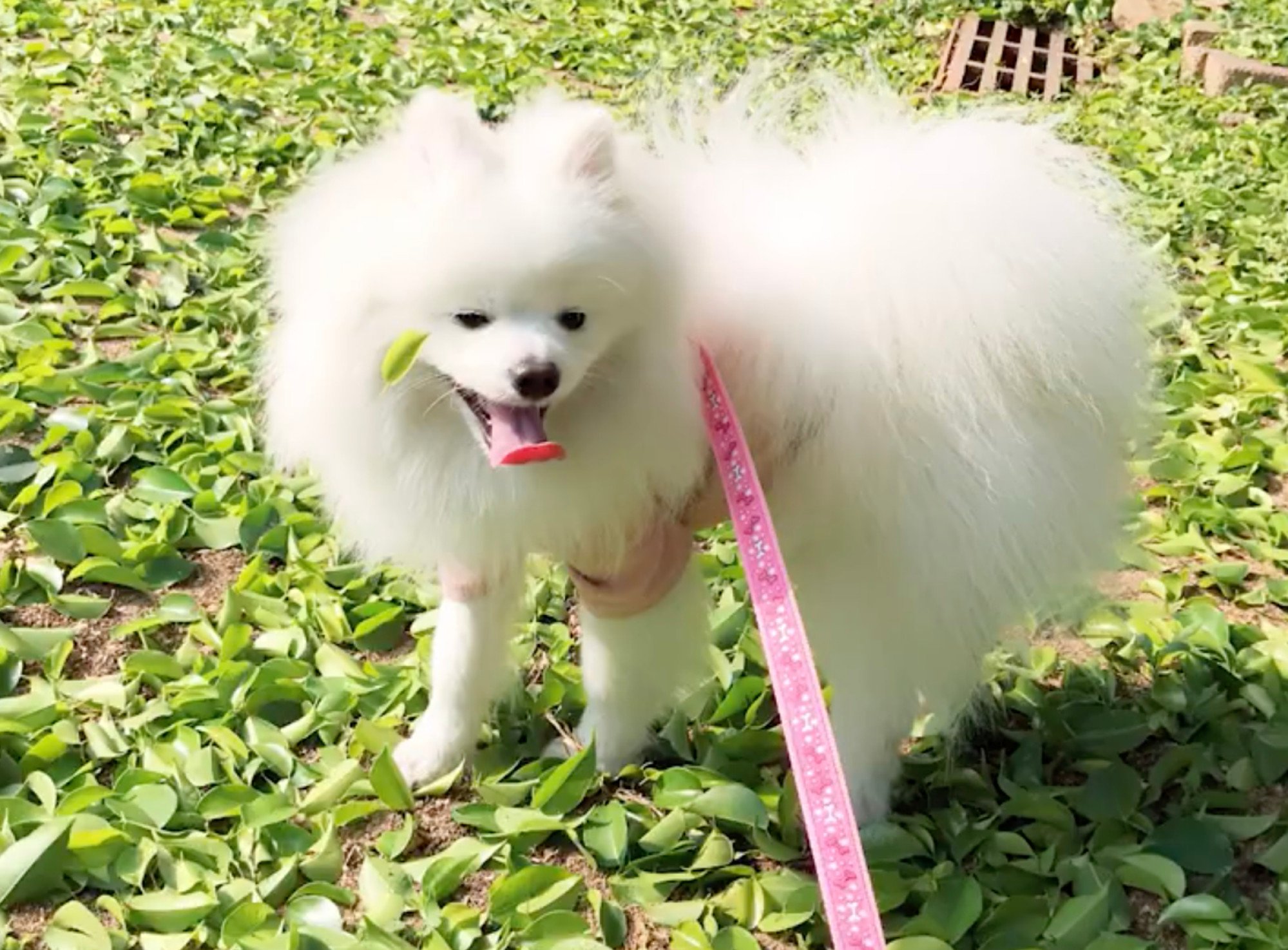 ‘Even the slightest hope’: pet owner drives 1,400km across China ...