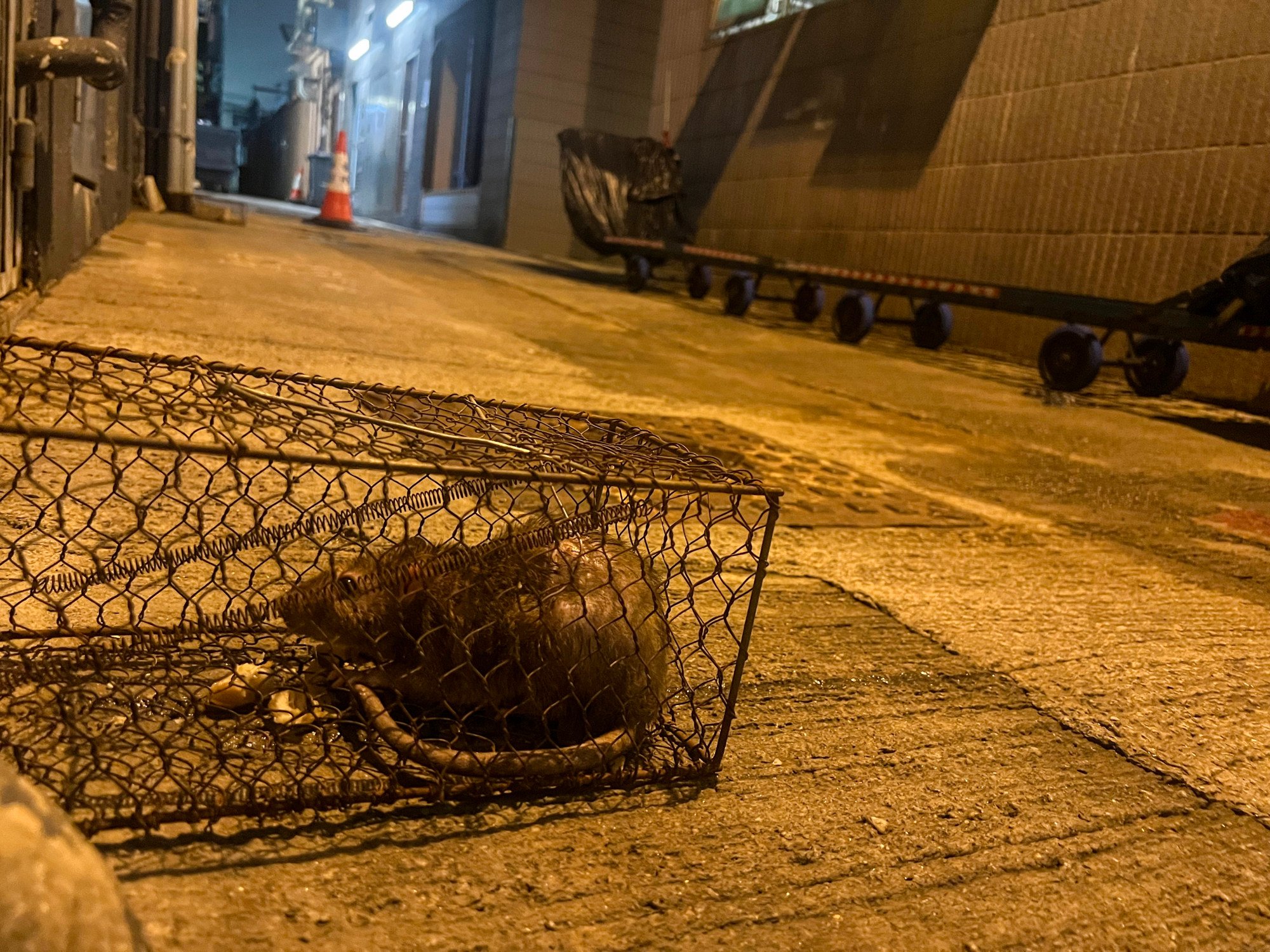 Oh, rats! Hong Kong’s dumped motorcycles worsen rodent scourge in ...
