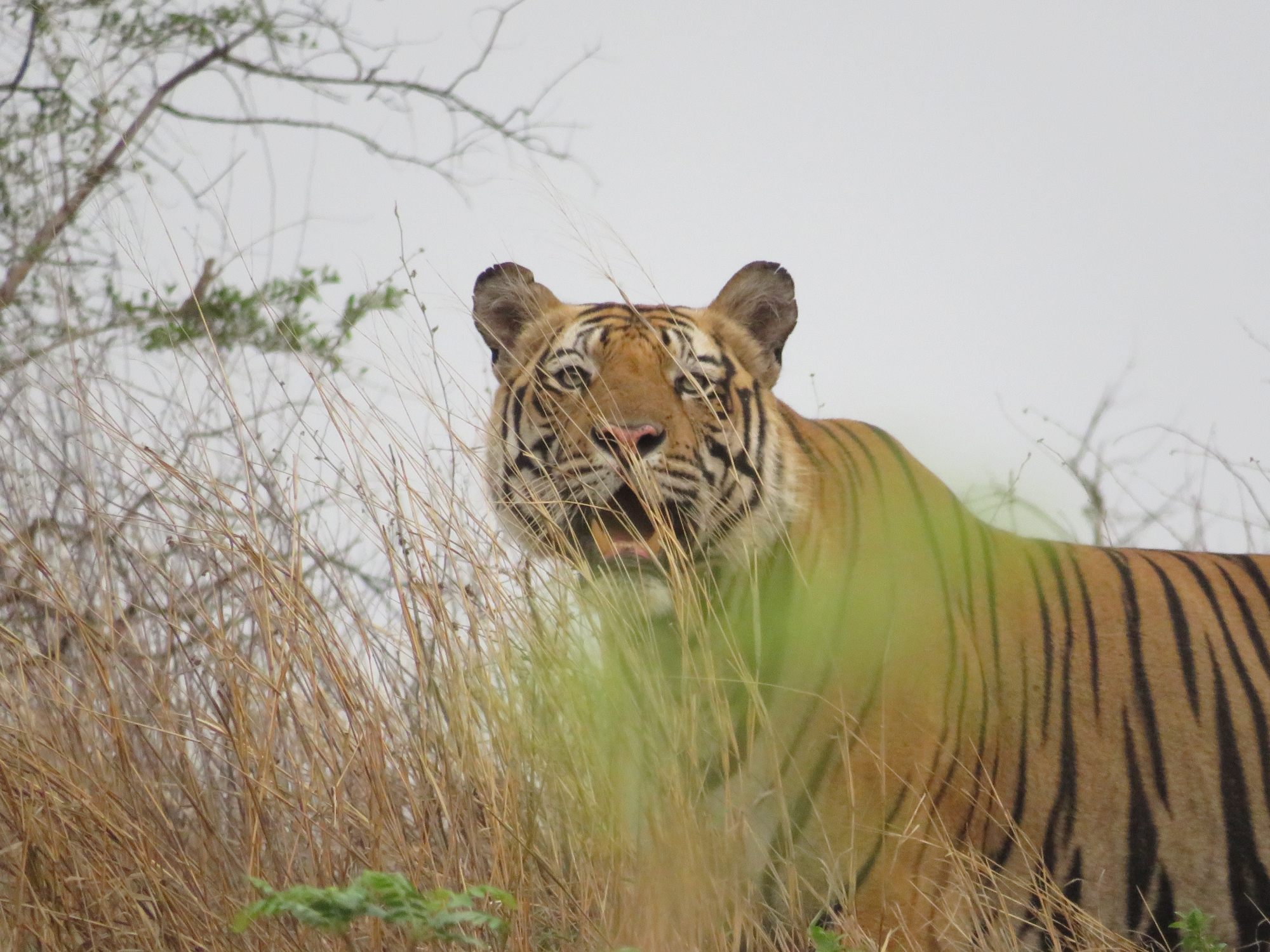 Indian mum fights off tiger with bare hands to save 15-month-old son ...