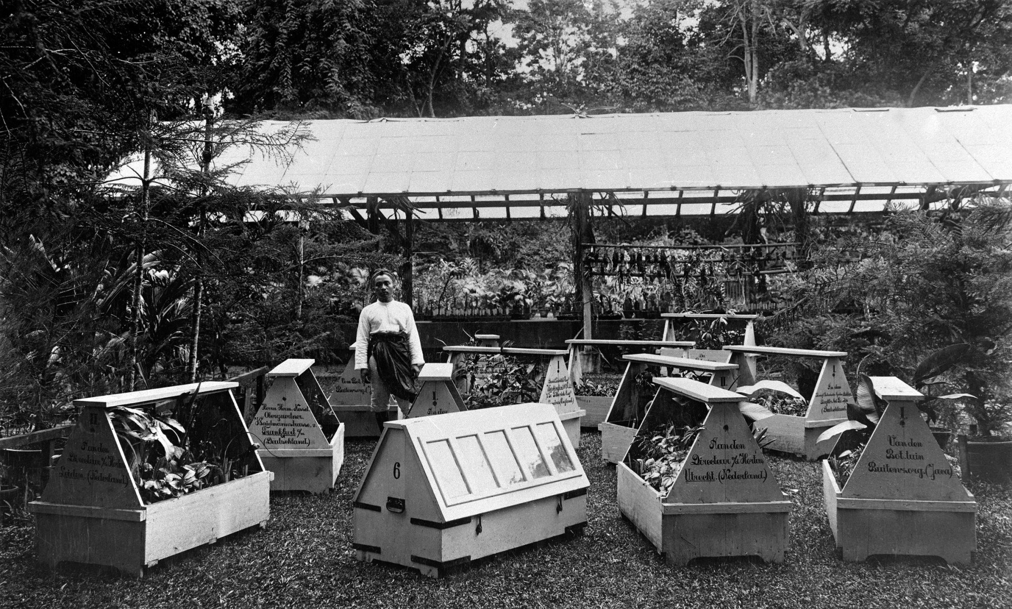 Opinion | Europe’s obsession with Chinese flowers through the centuries ...