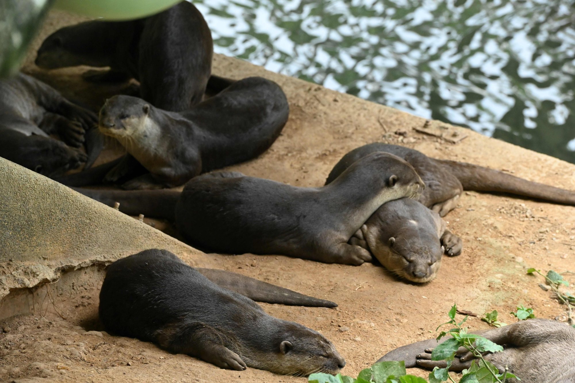 Singapore to move otters out of residential areas as more hunt in ...