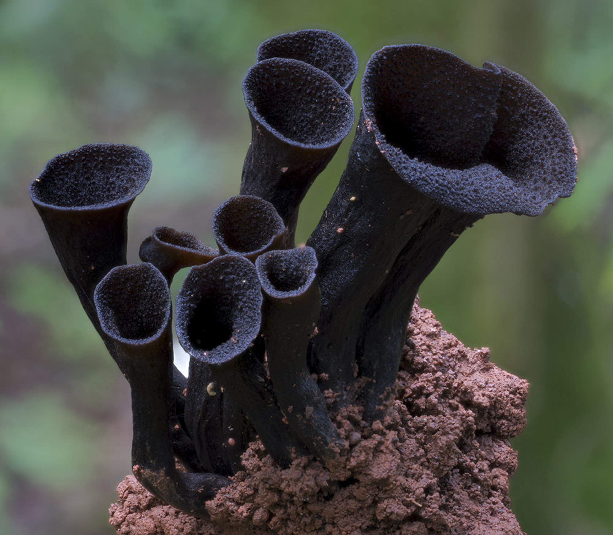 5 must-try mushrooms full of health benefits from China that you ...