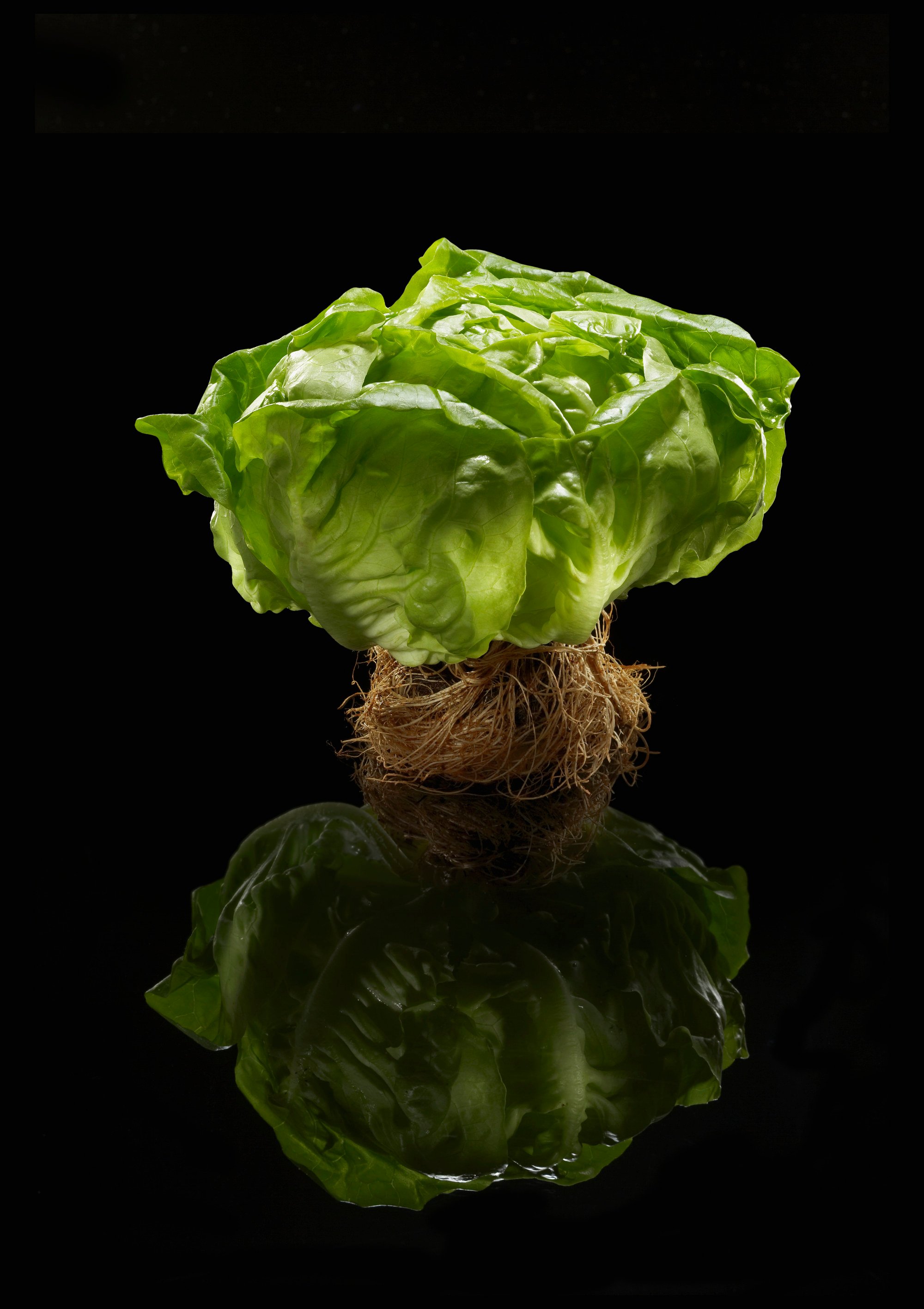 Opinion | After a lettuce famously outlasted Liz Truss, the origin of ...