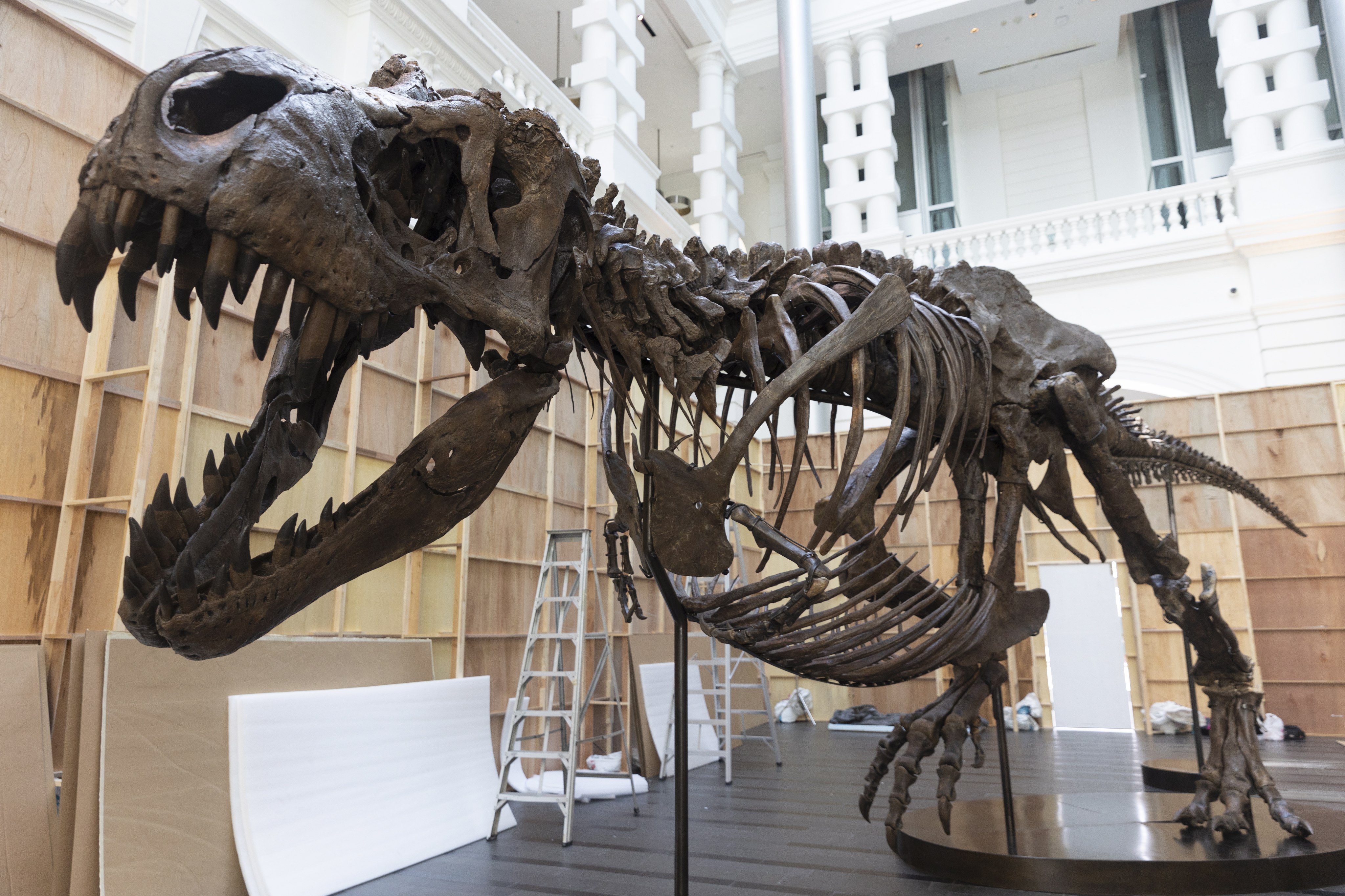 Vastatosaurus Rex Skeleton Vastatosaurus Rex Skeleton