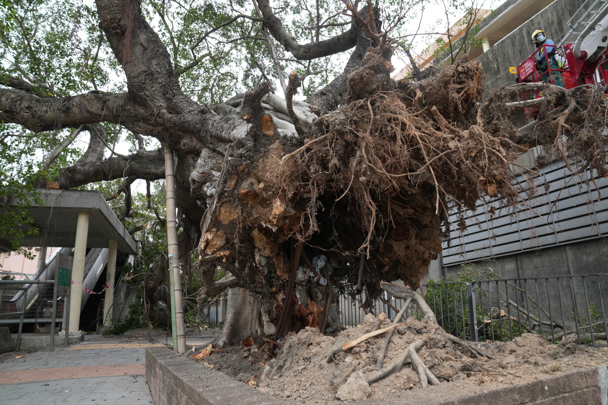 14-metre-tall Chinese banyan tree in Hong Kong collapses near sitting ...