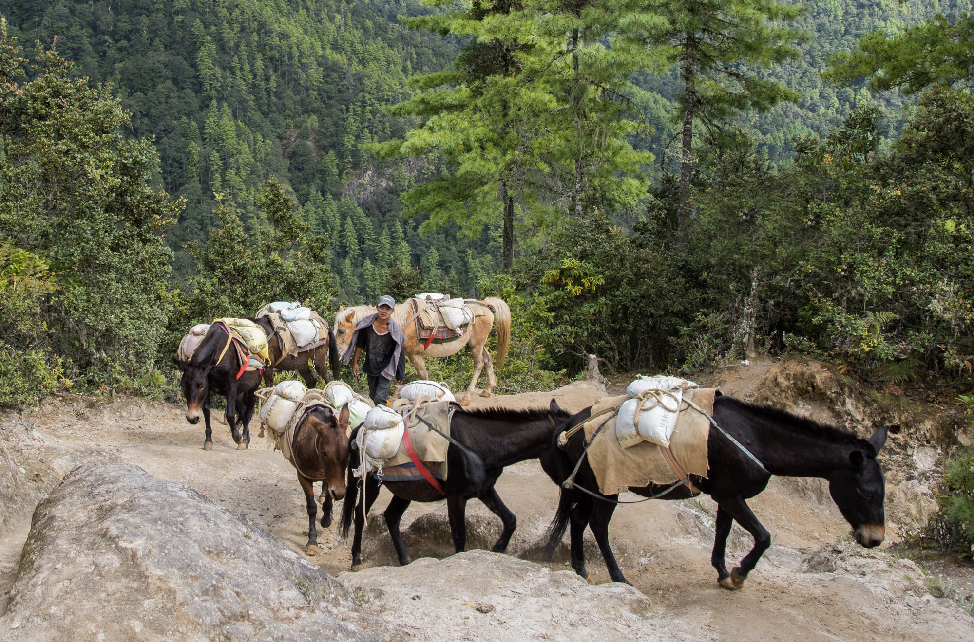 Himalayan kingdom of Bhutan’s reopening of 400km Trans Bhutan Trail ...