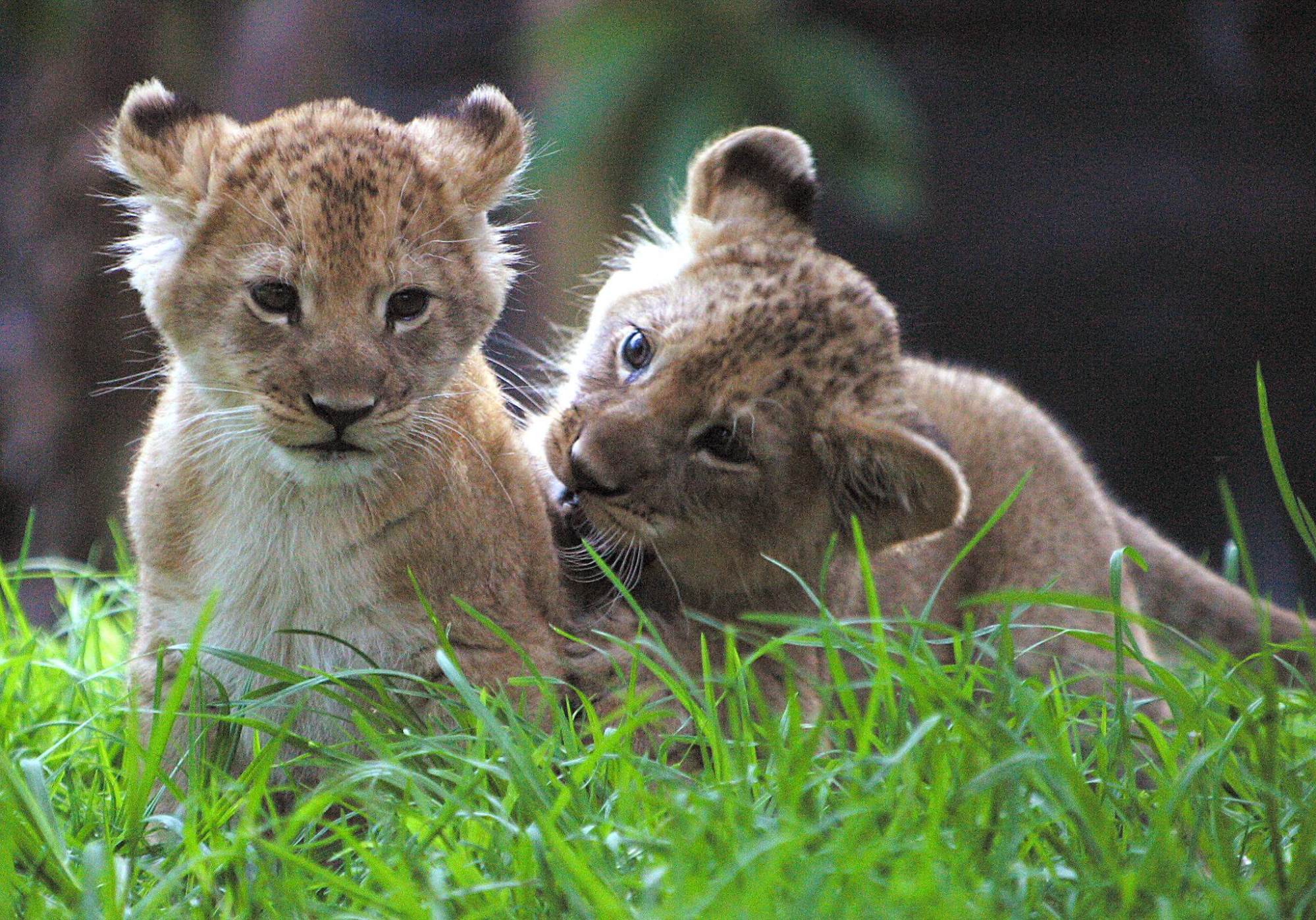 5 lions escape enclosure at Australian zoo, sparking emergency lockdown ...