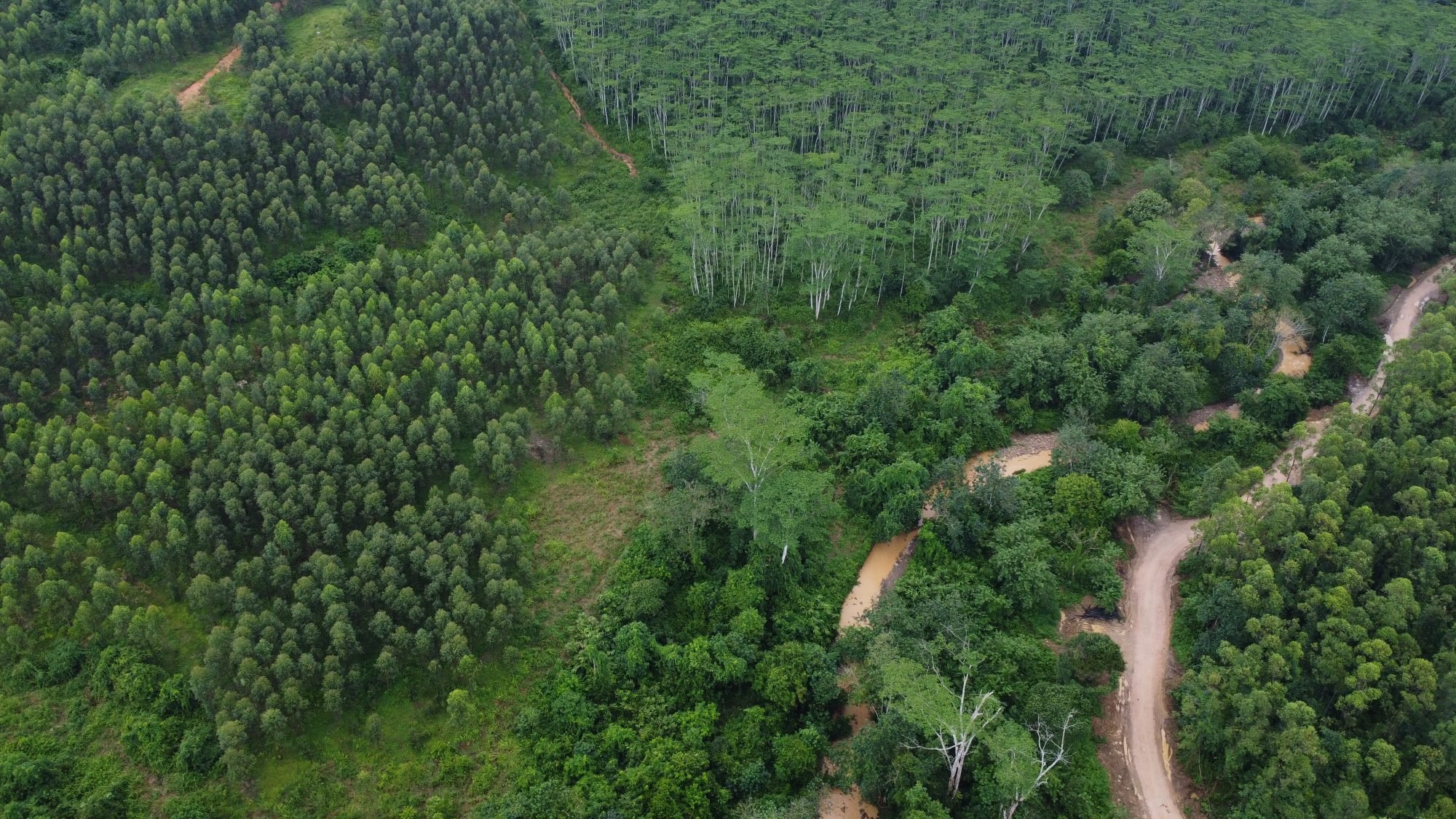 Elephant safaris in a plantation? In Sabah, Malaysia, new project lets ...